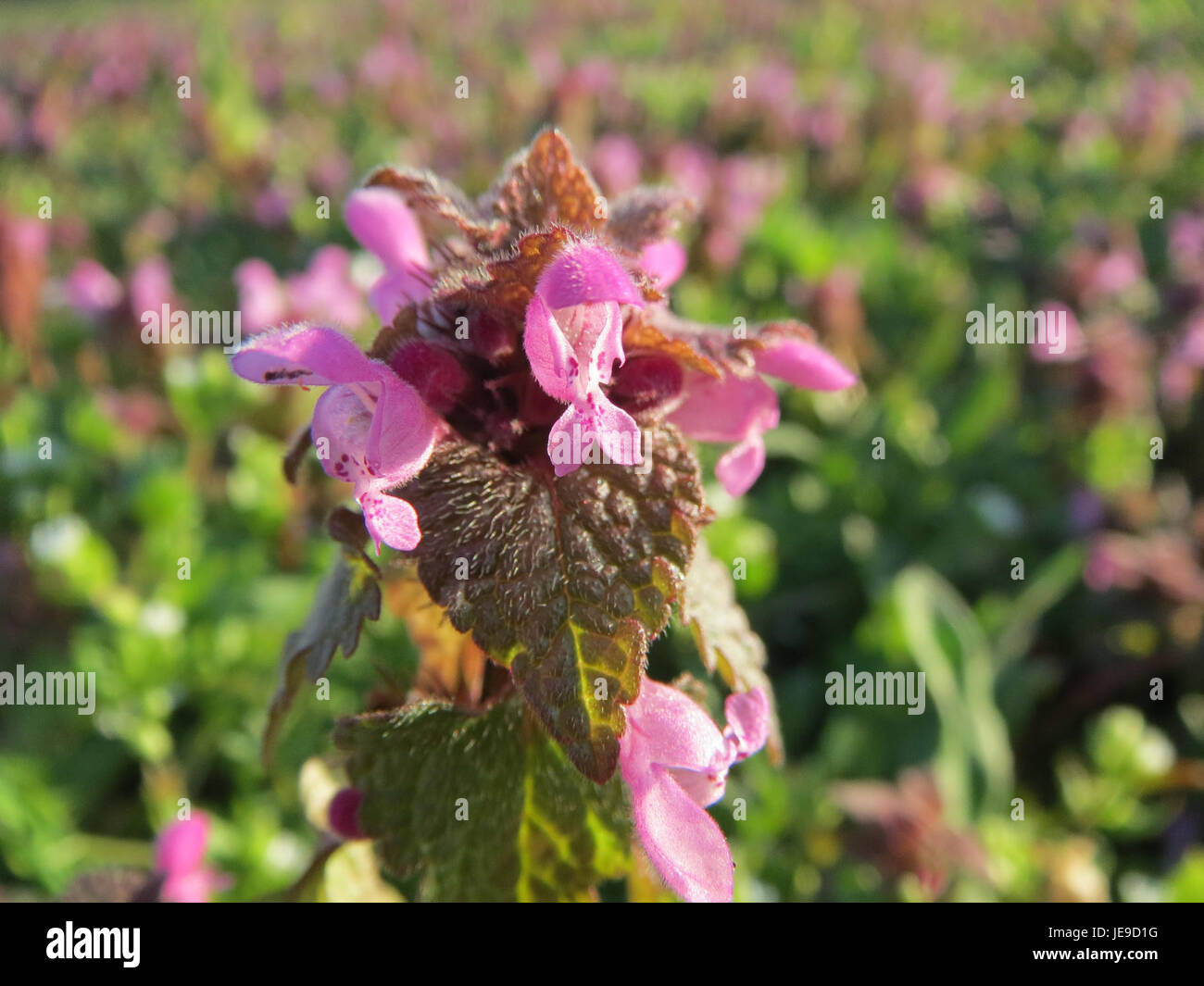 Lamium purpureum plant hi-res stock photography and images - Alamy