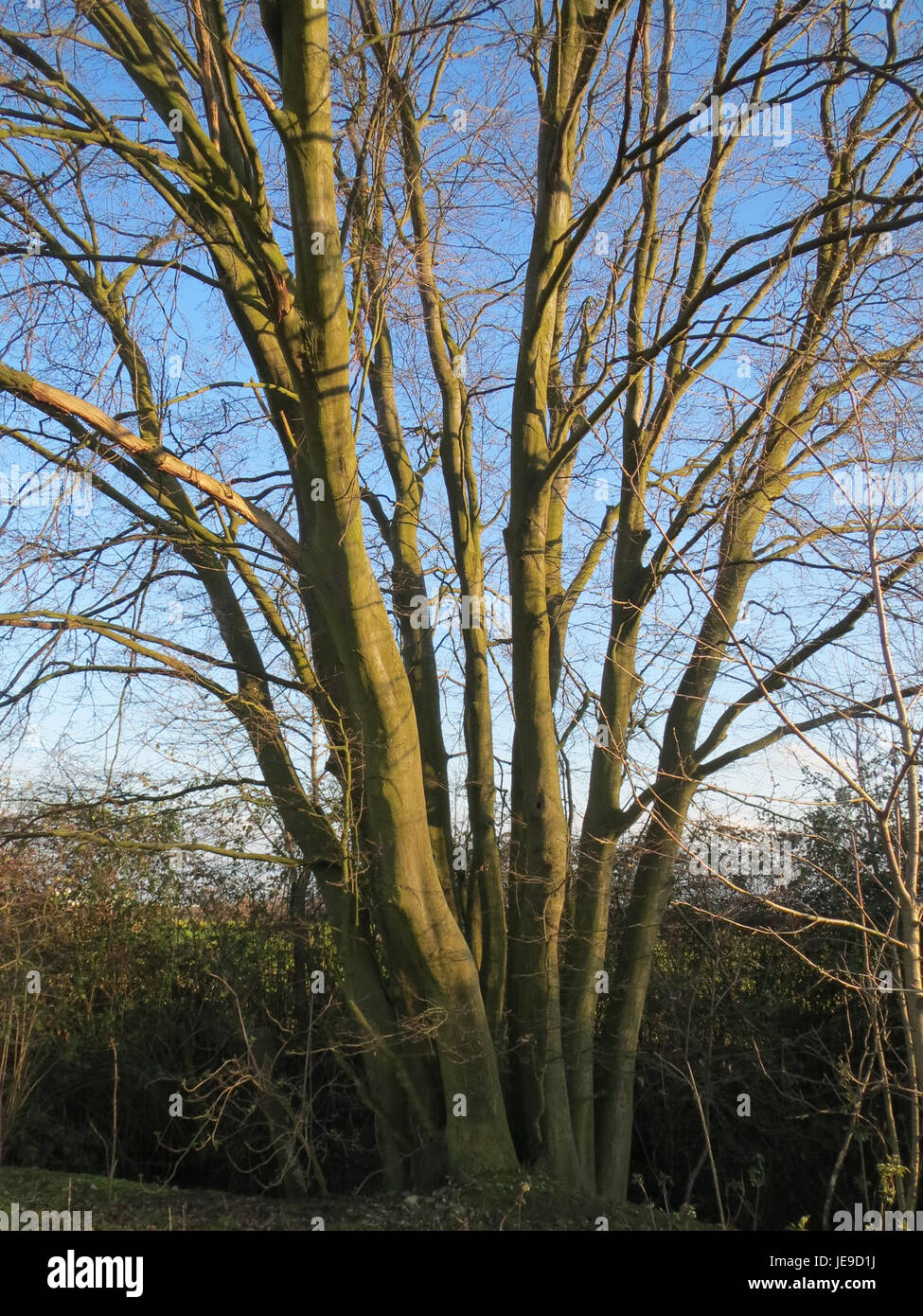 Carpinus betulus, commonly known as European hornbeam, is a deciduous ...