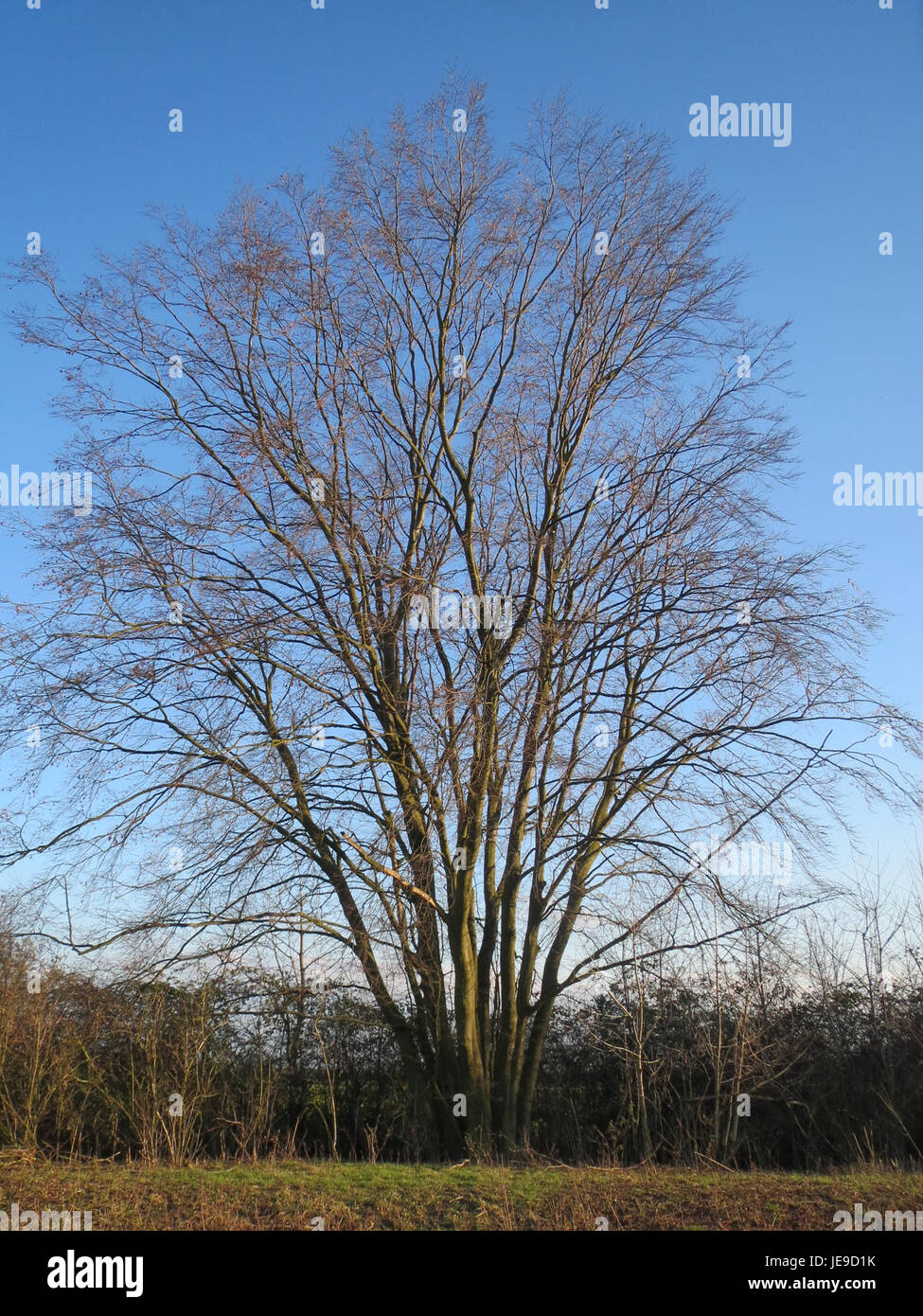 Carpinus betulus, commonly known as European hornbeam, is a deciduous ...