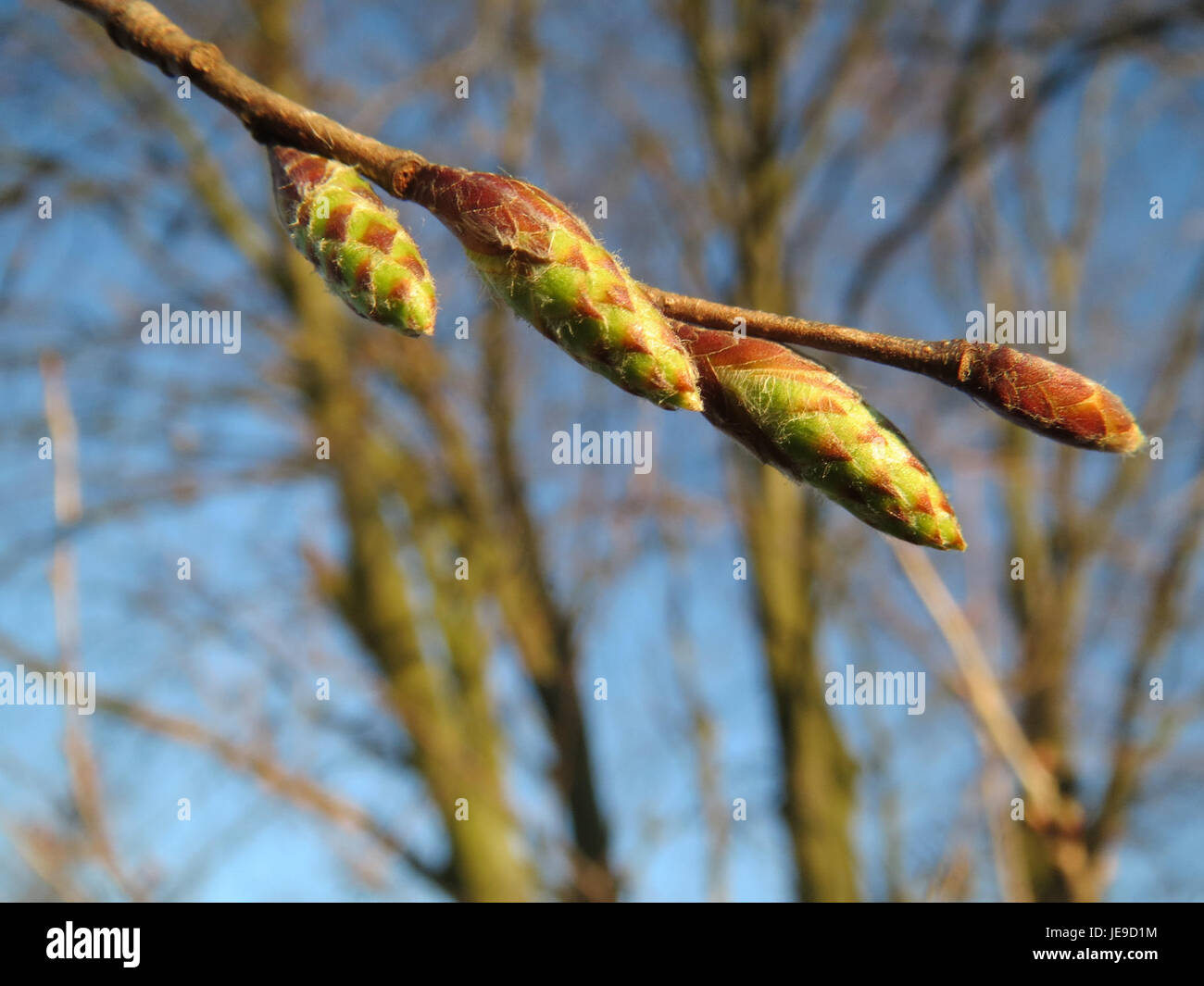 Carpinus betulus, commonly known as hornbeam, is a deciduous tree ...