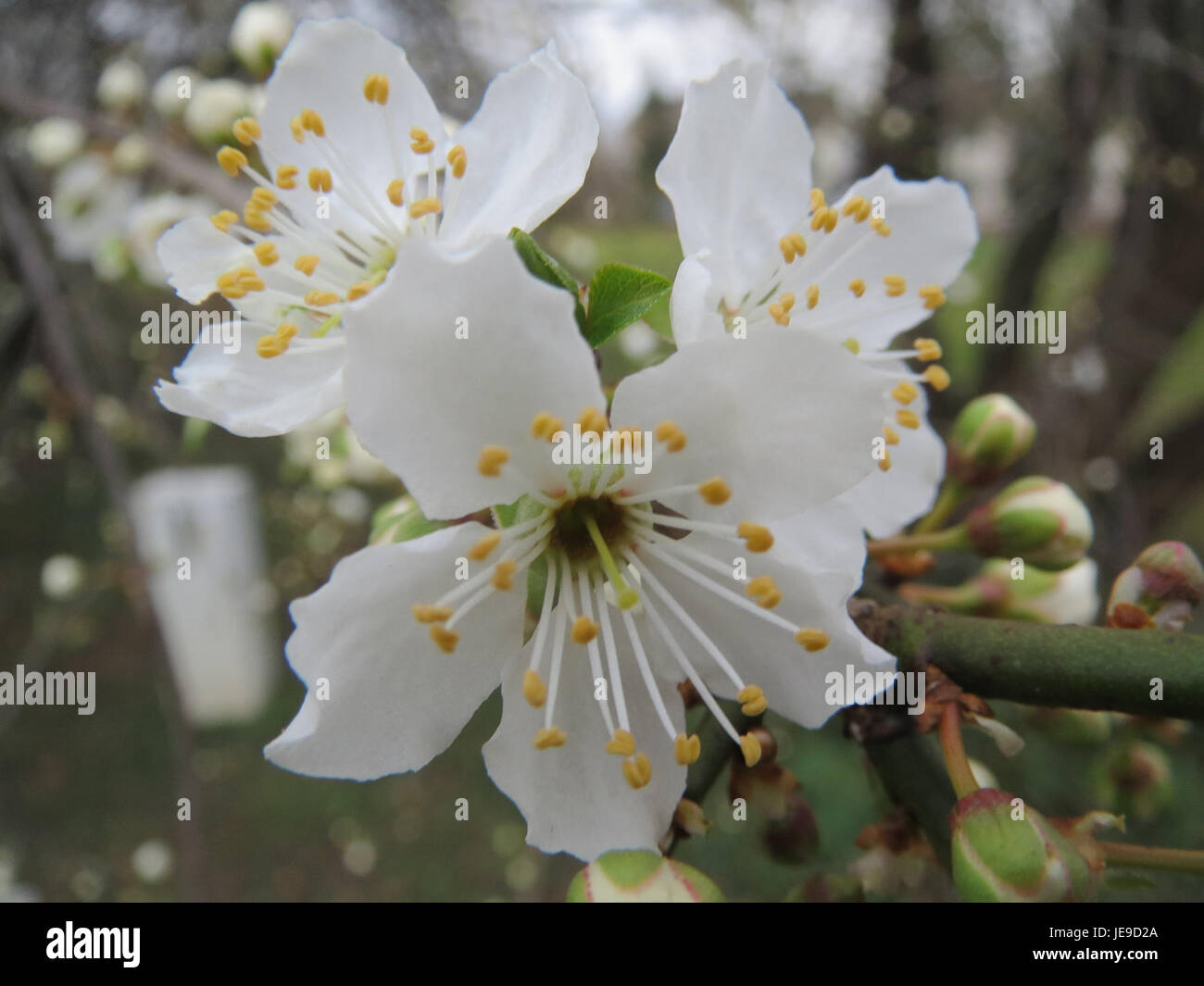 Prunus tree in urban garden hi-res stock photography and images - Alamy