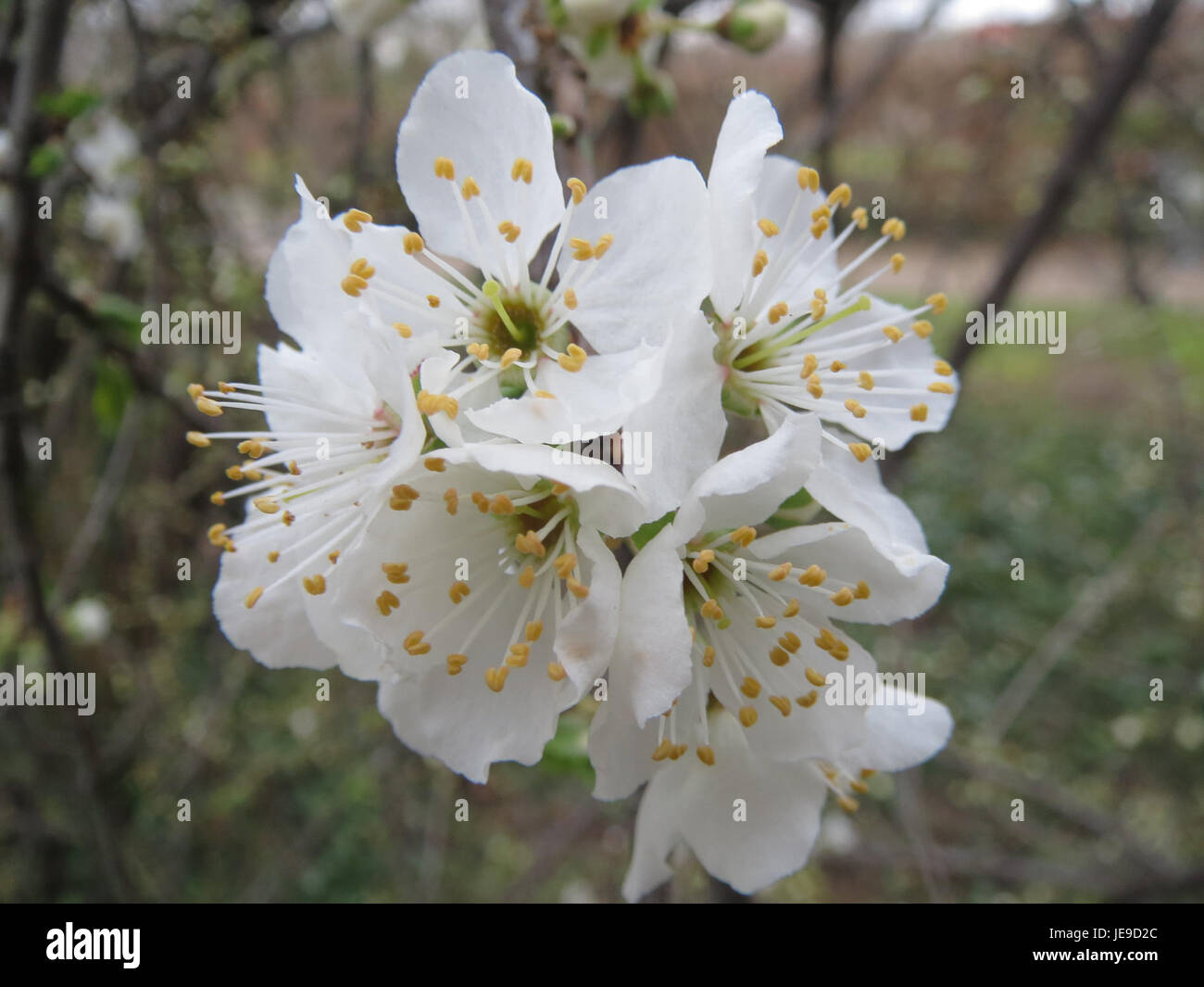 Prunus cerasifera, commonly known as the cherry plum, is a small ...