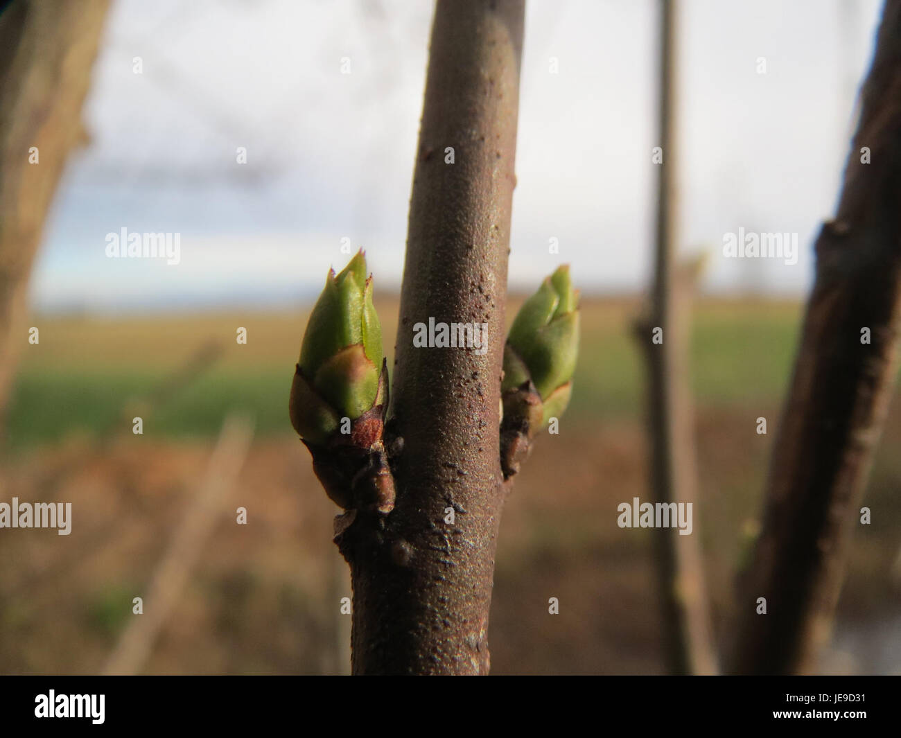 An image or reference to 'Euonymus europaeus,' commonly known as ...