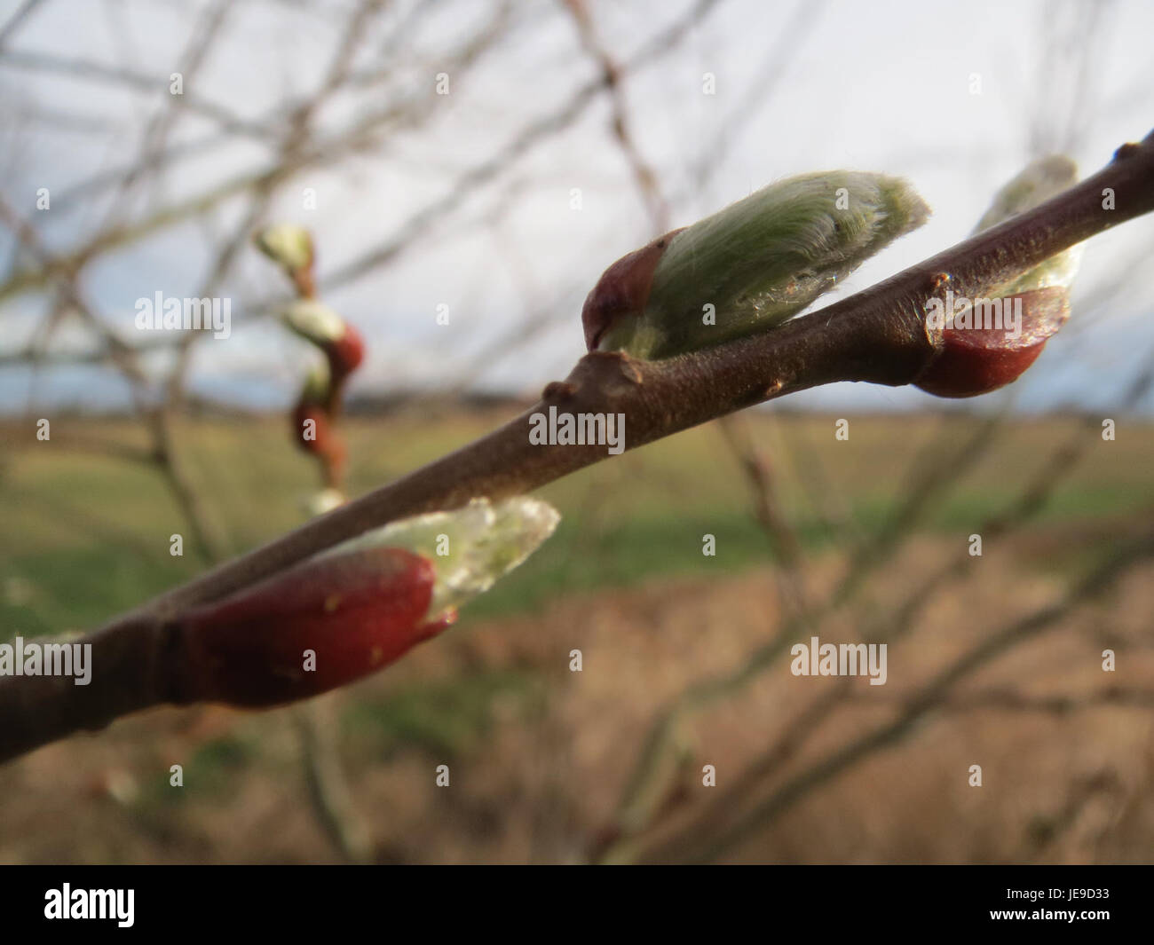 Salix alba, also known as white willow, is a deciduous tree known for ...