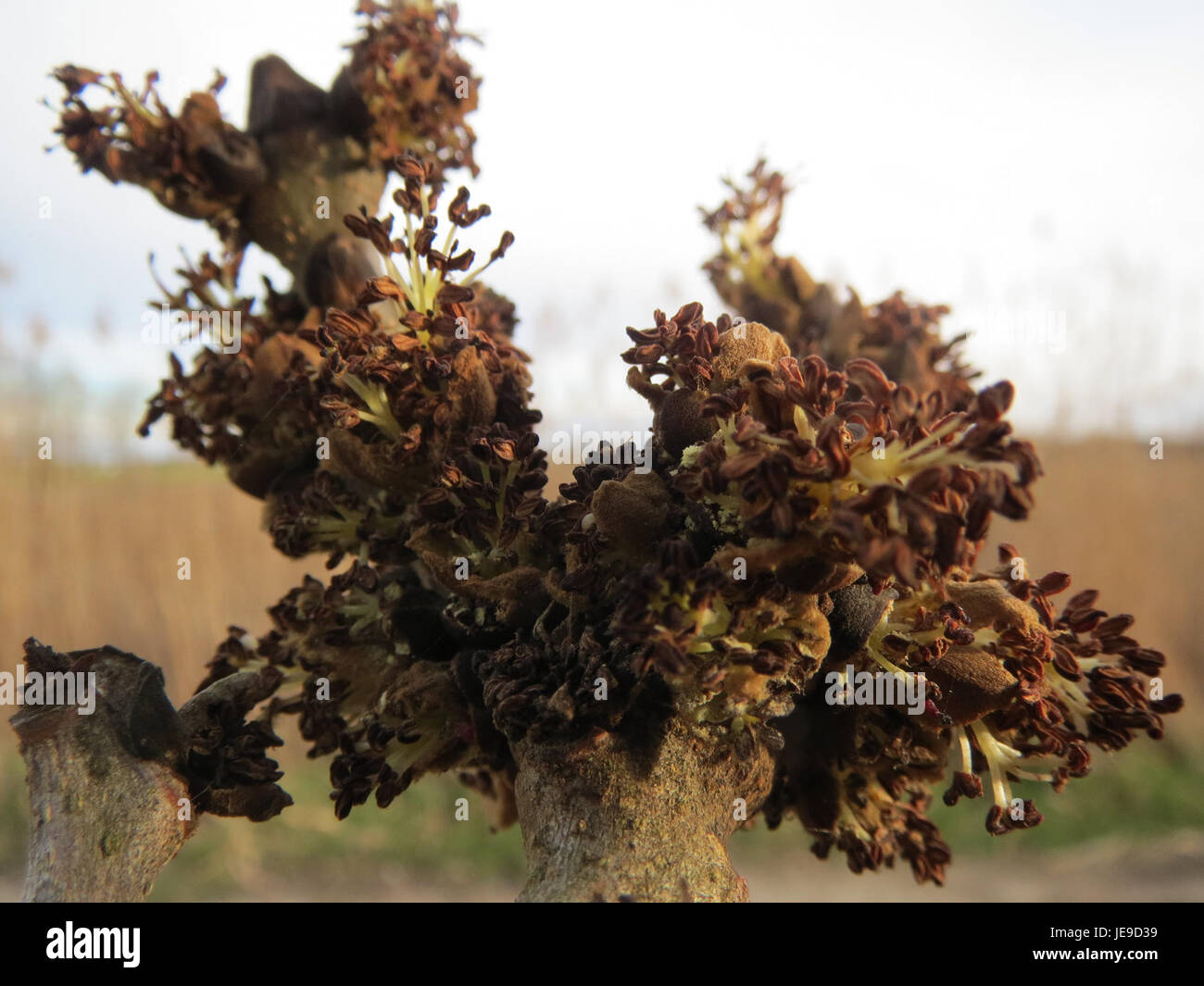 A photograph of Fraxinus excelsior, commonly known as the European ash ...