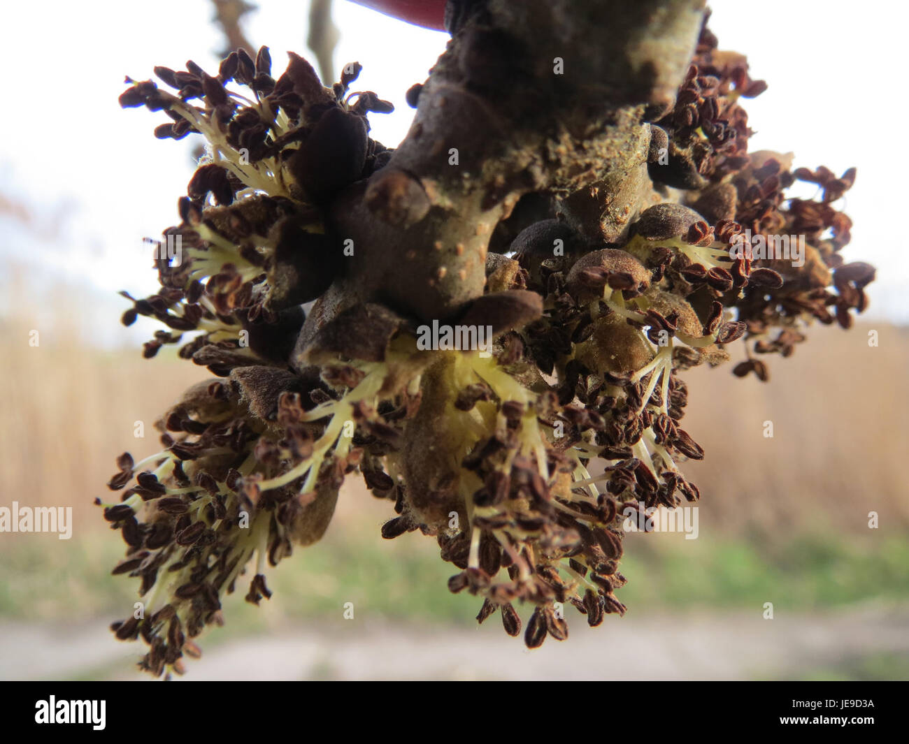 The image features *Fraxinus excelsior*, commonly known as European ash ...