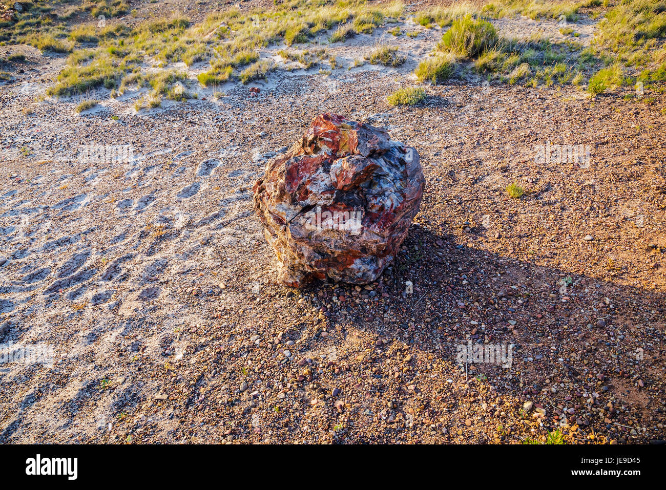 Crystal forest petrified forest national park hi-res stock photography ...