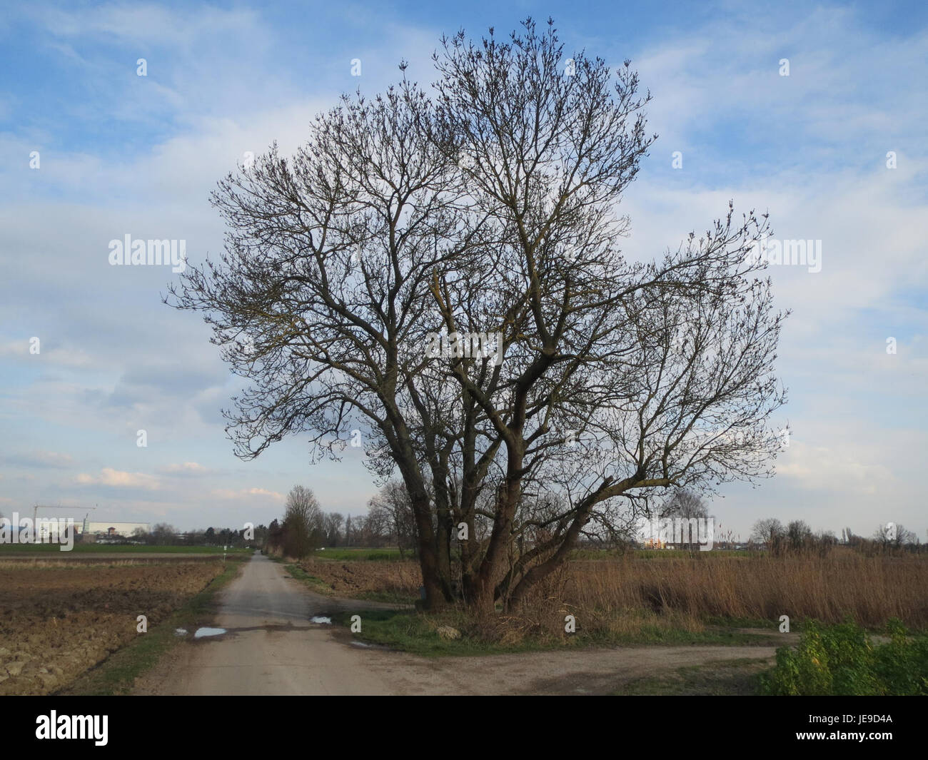 Fraxinus excelsior known european hi-res stock photography and images ...