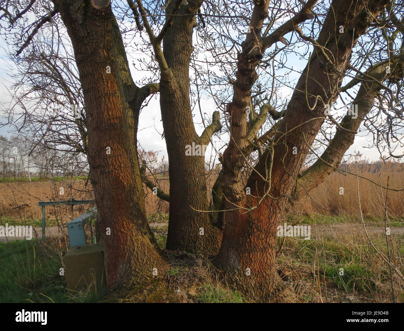 A photograph taken on March 4, 2014, of Fraxinus excelsior, commonly ...