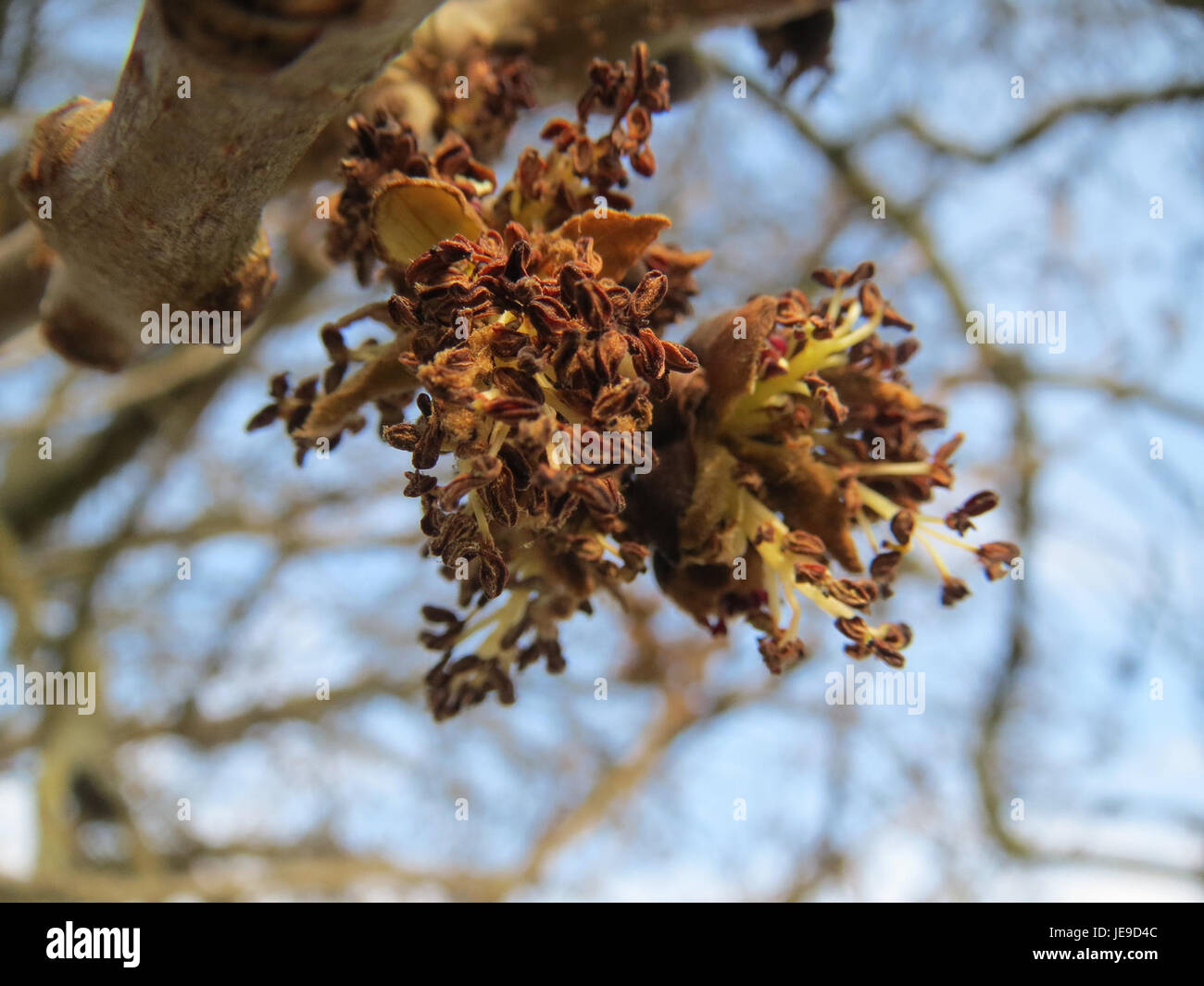Ash tree characteristics hi-res stock photography and images - Alamy