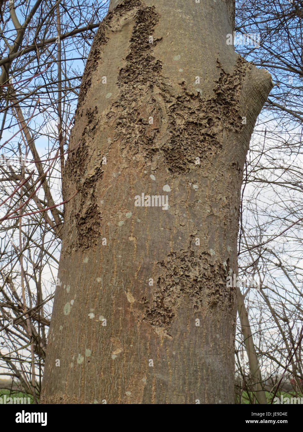 Fraxinus excelsior known ash hi-res stock photography and images - Alamy