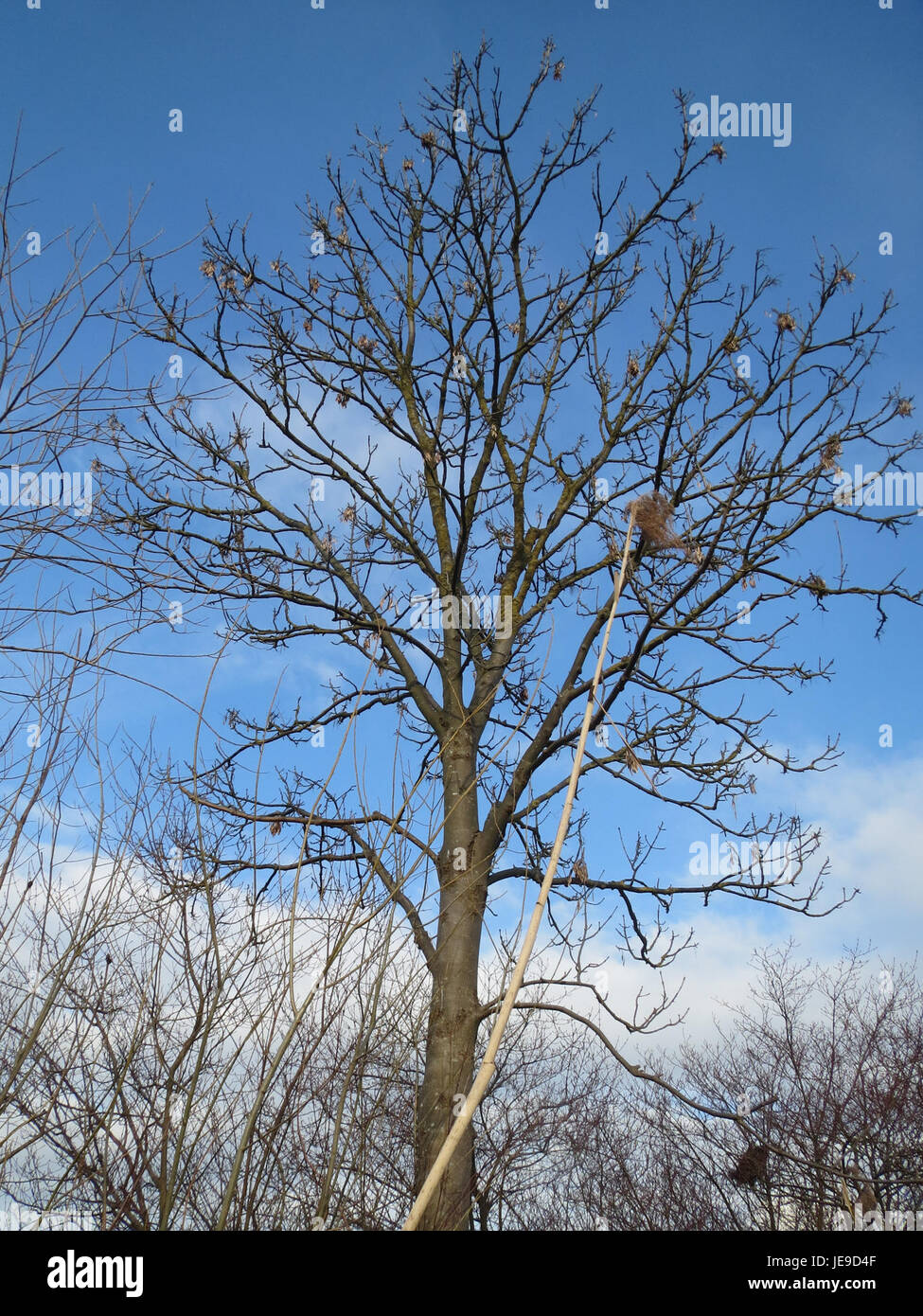 Fraxinus excelsior known ash hi-res stock photography and images - Alamy