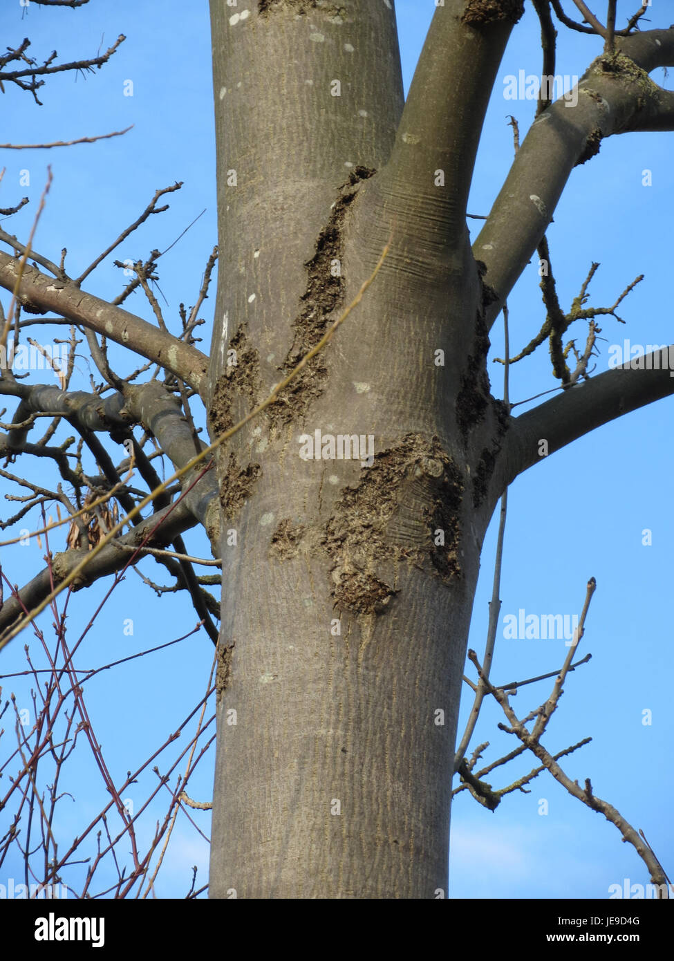 Fraxinus excelsior, also known as the European ash, is a common tree ...