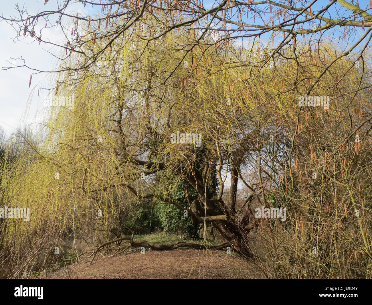 The Trauerweide, or Weeping Willow, shown here in Hockenheim on March 5 ...