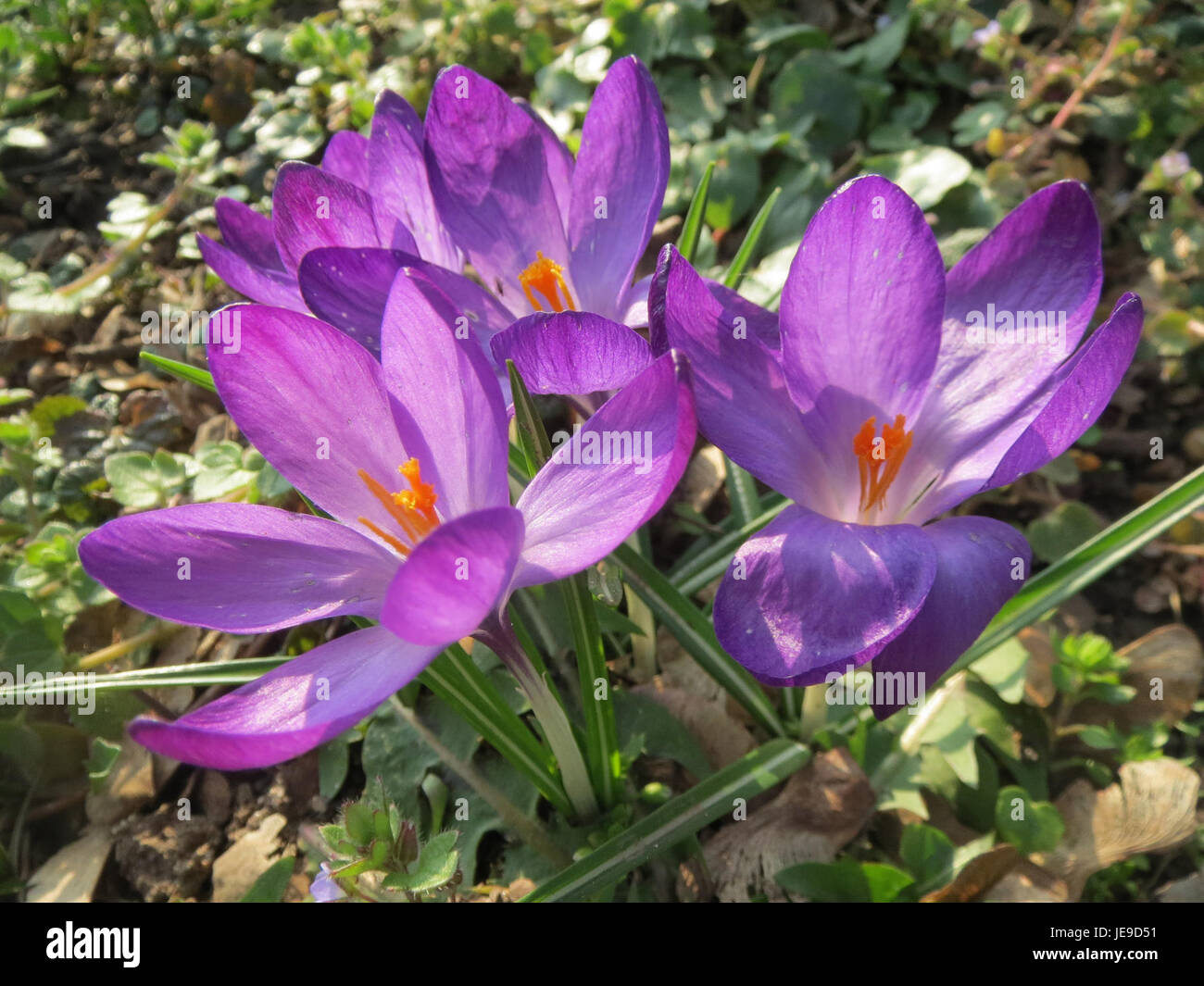 *Crocus tommasinianus*, commonly known as the Tommasini crocus, is an ...