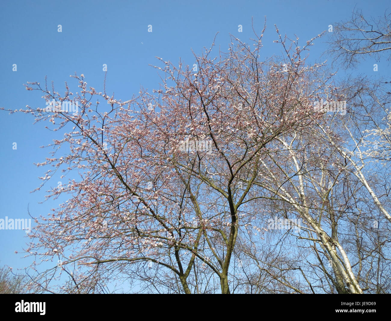 Fruits variety prunus cerasifera hi-res stock photography and images ...