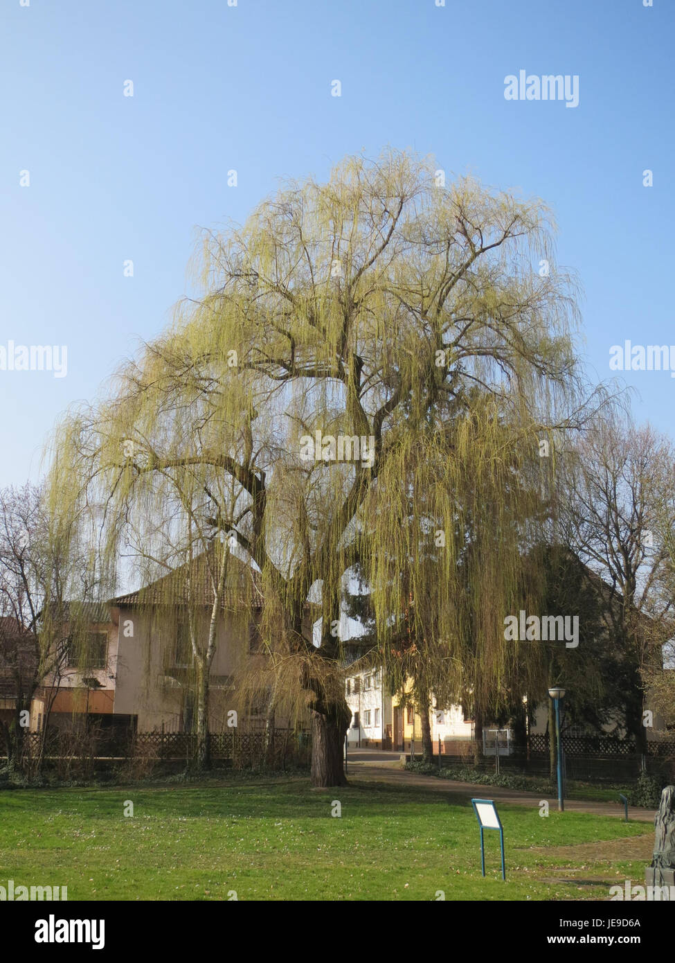 The Trauerweide (Weeping Willow) in Ebertpark, Mannheim, is a notable ...