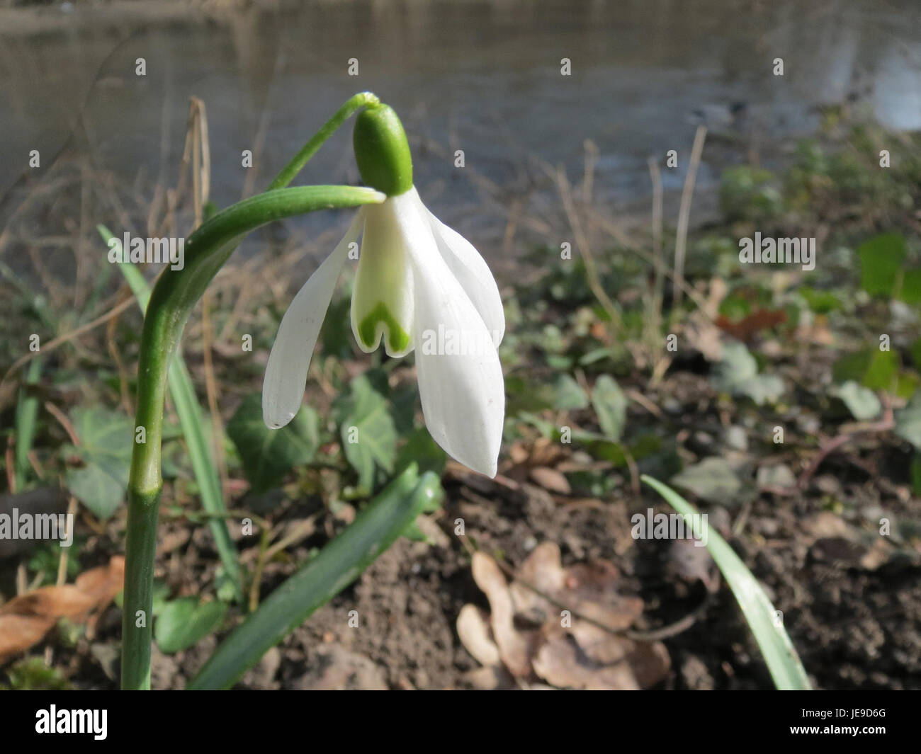 Galanthus nivalis, commonly known as the snowdrop, is a spring-blooming ...