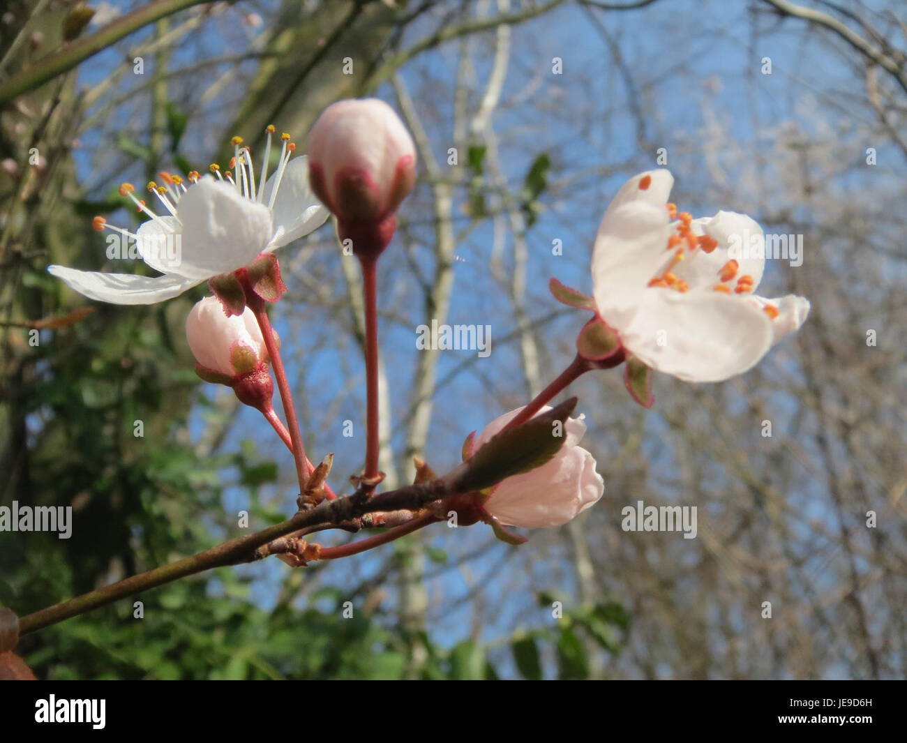 Prunus cerasifera, also known as the cherry plum, is a species of ...