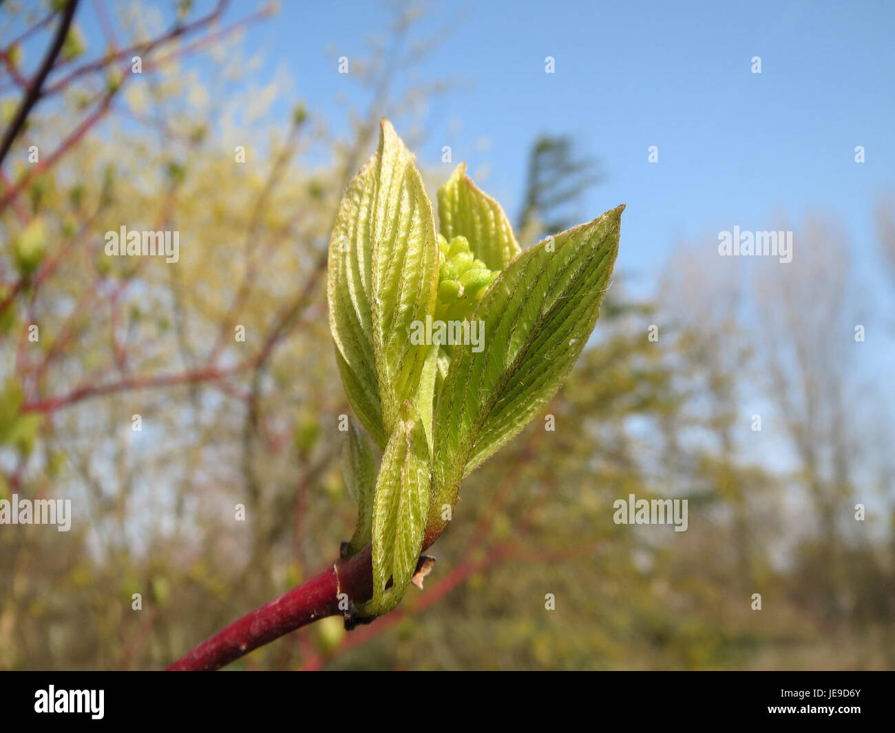 Cornus alba, known as the red-twig dogwood, is a deciduous shrub with ...