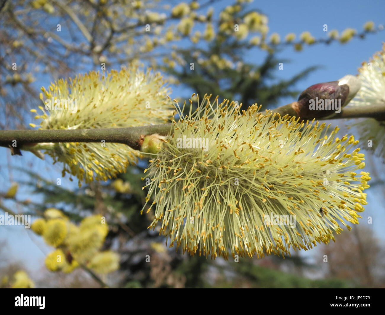 A photograph of Salix caprea, commonly known as goat willow, a ...