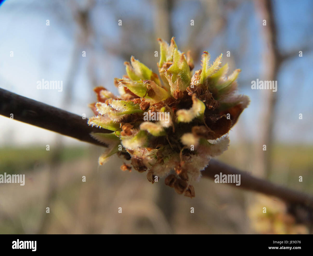 Silver maple trees hi-res stock photography and images - Alamy