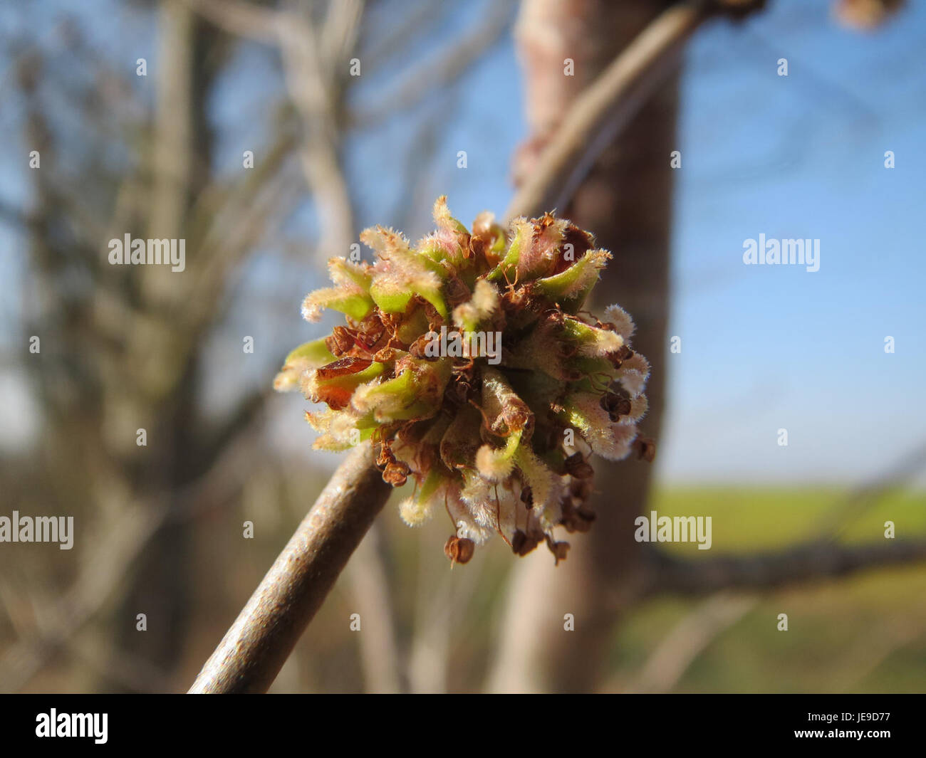 Acer saccharinum, commonly known as the silver maple, is a species of ...
