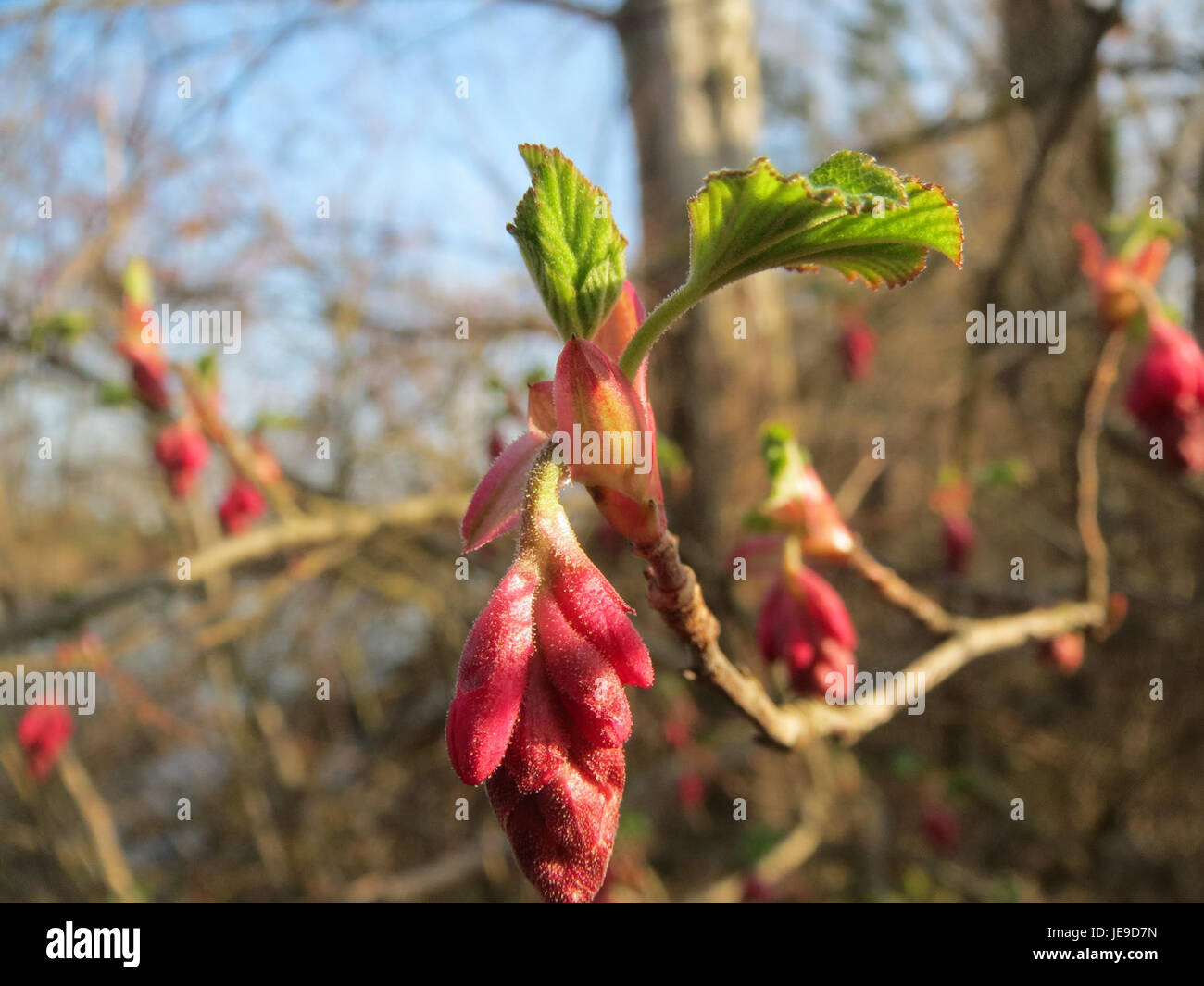 Ribes sanguineum, commonly known as flowering currant, is a deciduous ...