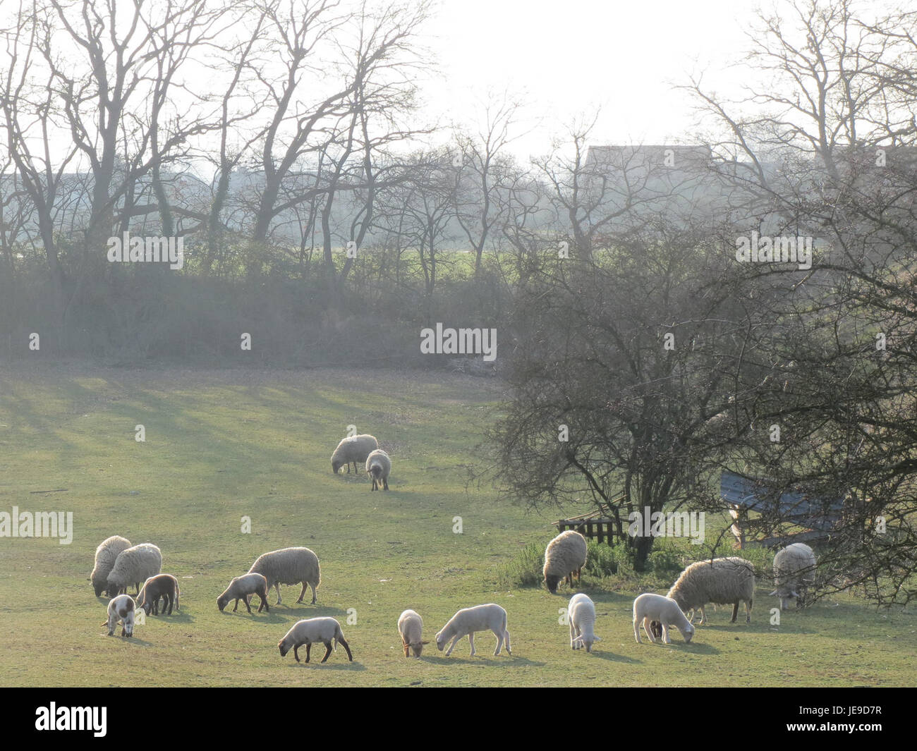 Schafe (sheep) are domesticated animals raised primarily for their wool ...