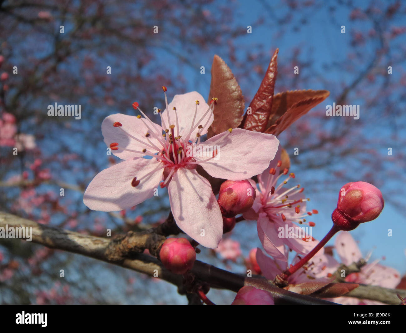 *Prunus cerasifera*, also known as the cherry plum tree, is shown here ...