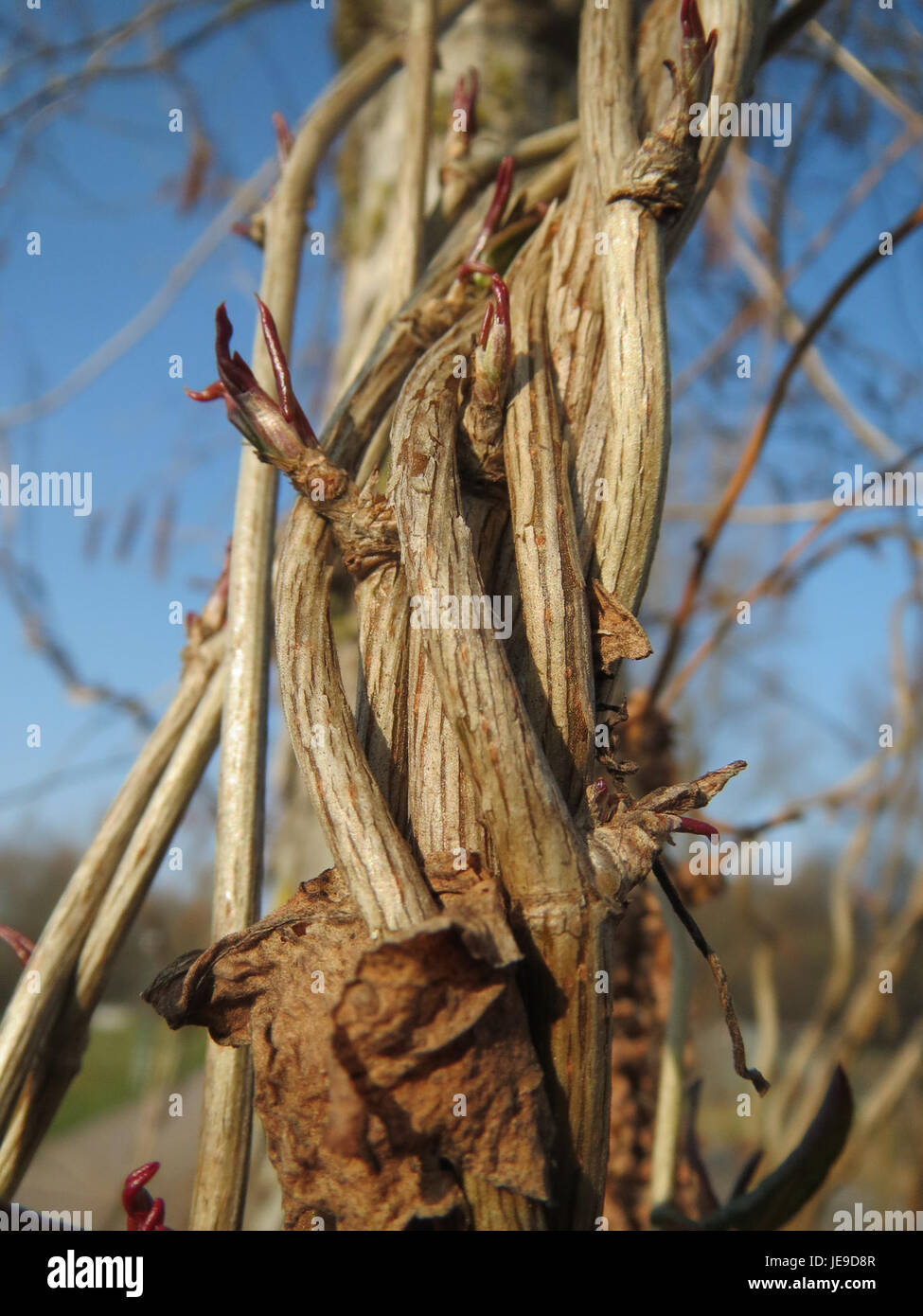 Fallopia baldschuanica, also known as Russian vine, is a fast-growing ...