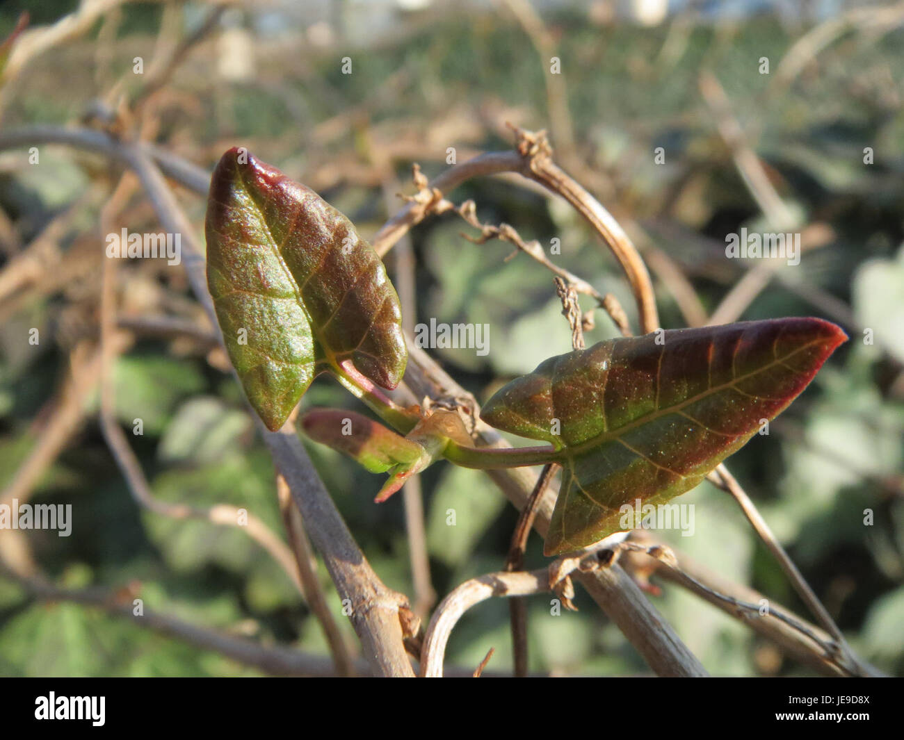 An image of *Fallopia baldschuanica*, also known as the Russian vine ...