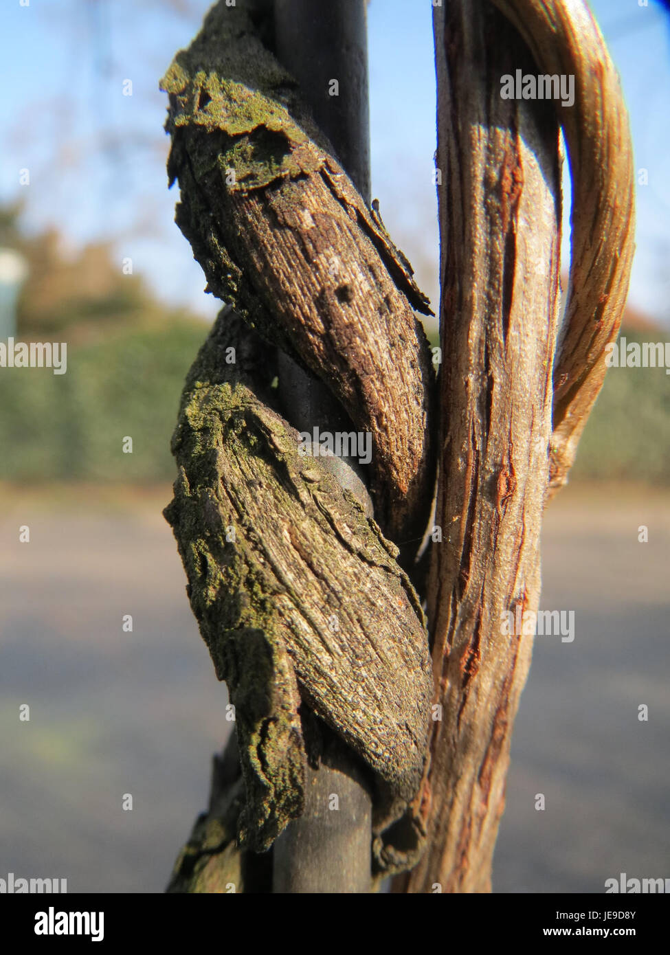 Russian vine fallopia baldschuanica hi-res stock photography and images ...