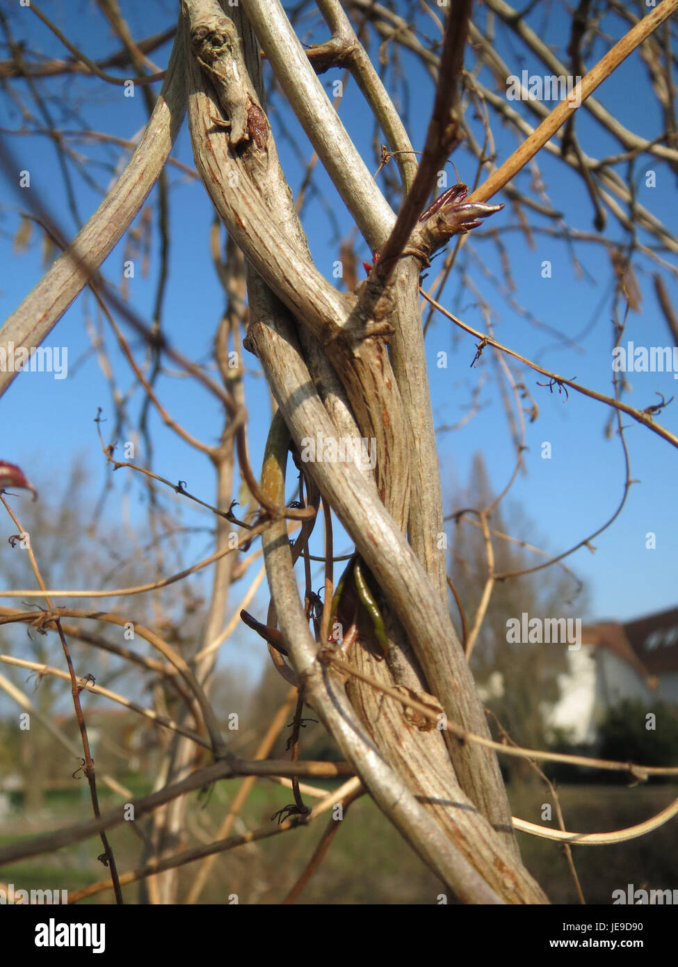 Fallopia baldschuanica, also known as the Russian vine, a fast-growing ...