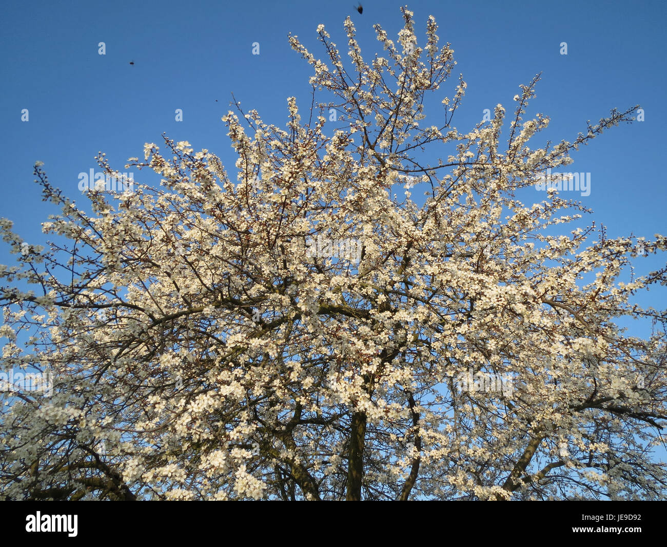 Prunus cerasifera, commonly known as the cherry plum, is a small ...