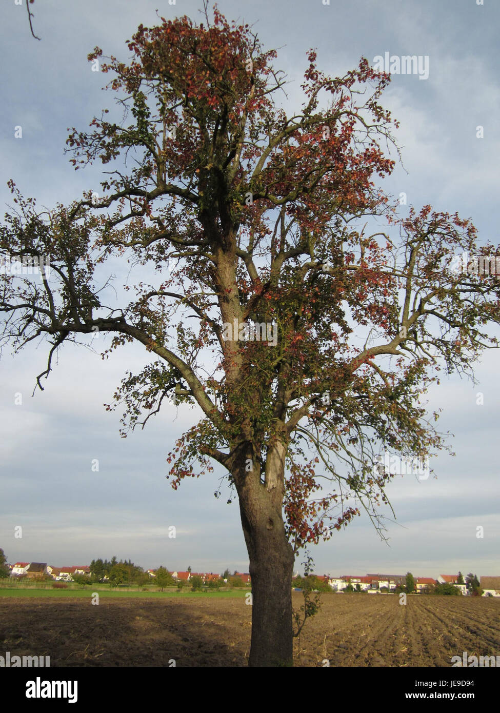 Pear pyrus species fruiting hi-res stock photography and images - Alamy