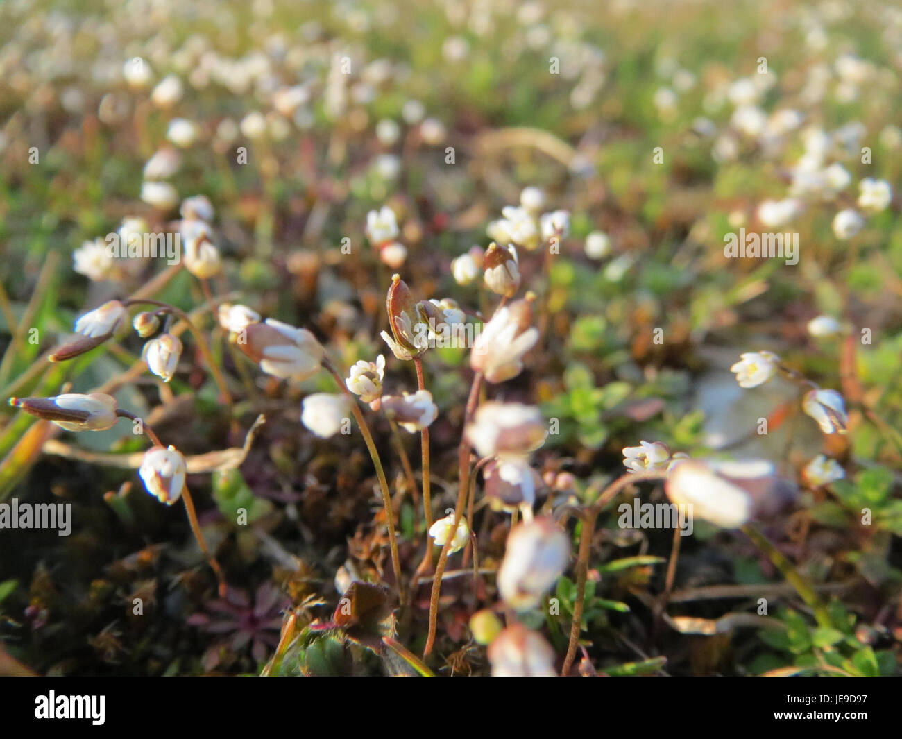 Draba verna, commonly known as spring draba, is shown in this image ...