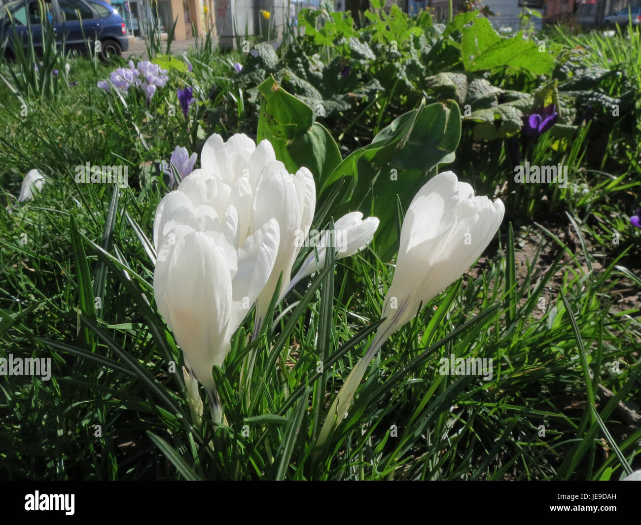 This image features a close-up of crocus flowers, captured on March 10 ...