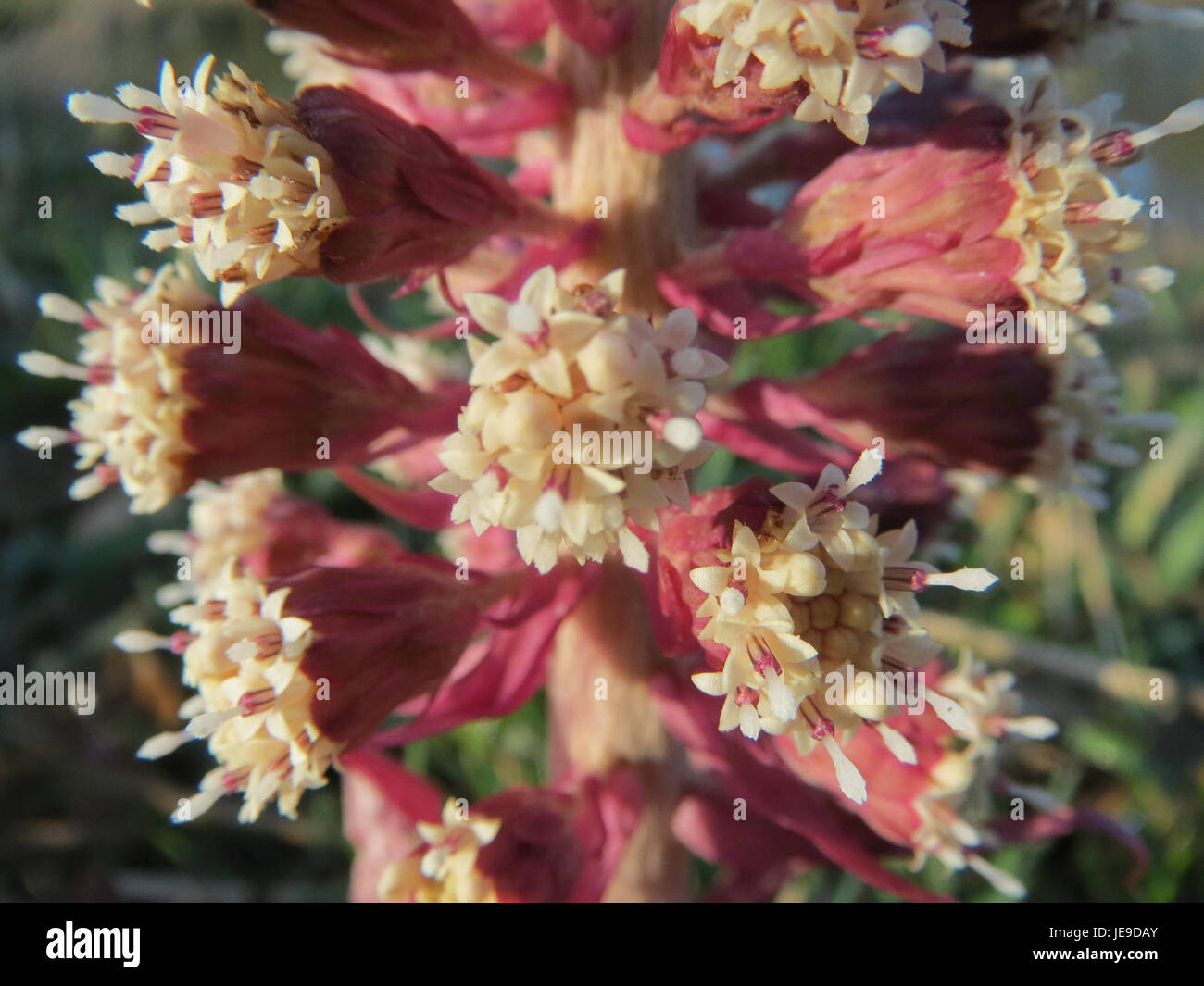 Butterbur petasites leaves in hi-res stock photography and images - Alamy