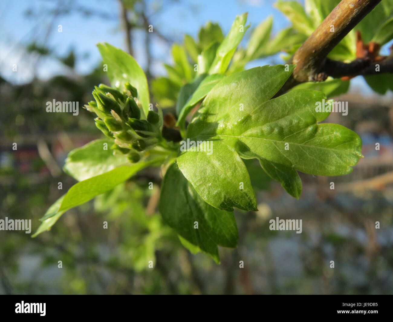 Crataegus monogyna, commonly known as the common hawthorn, observed on ...