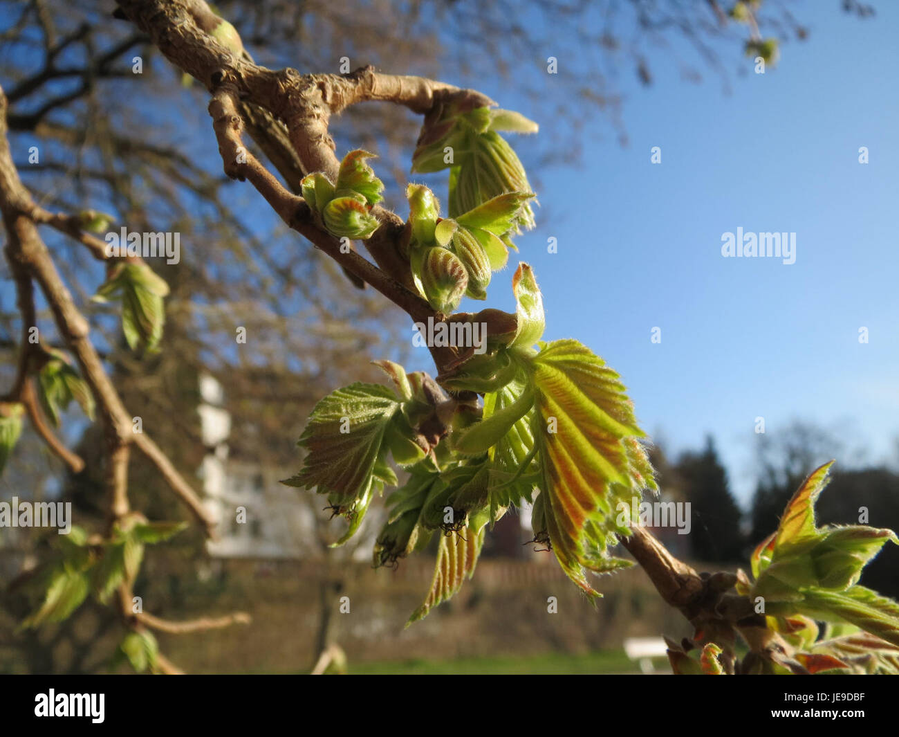 Turkish hazel corylus colurna hi-res stock photography and images - Alamy