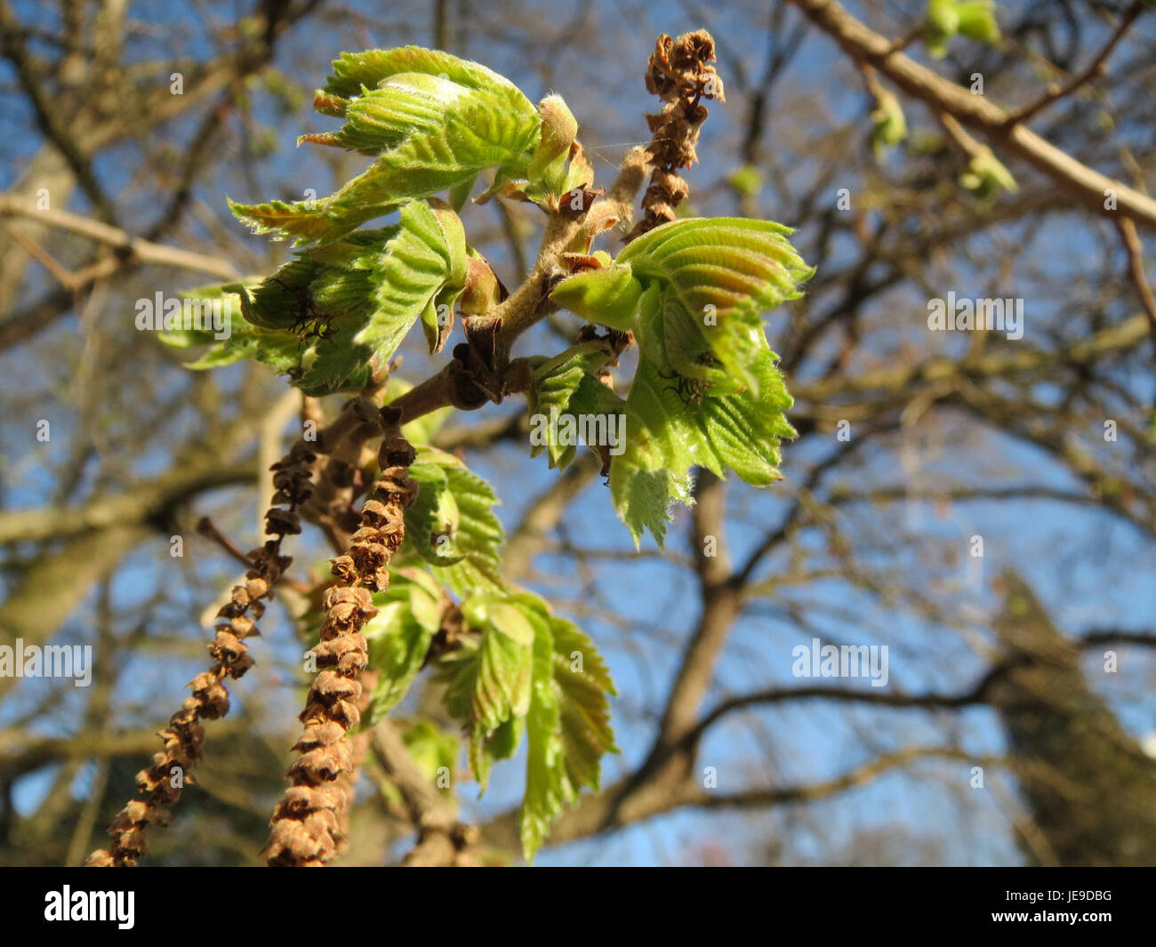 Corylus colurna, commonly known as the Turkish hazel, is a tree species ...