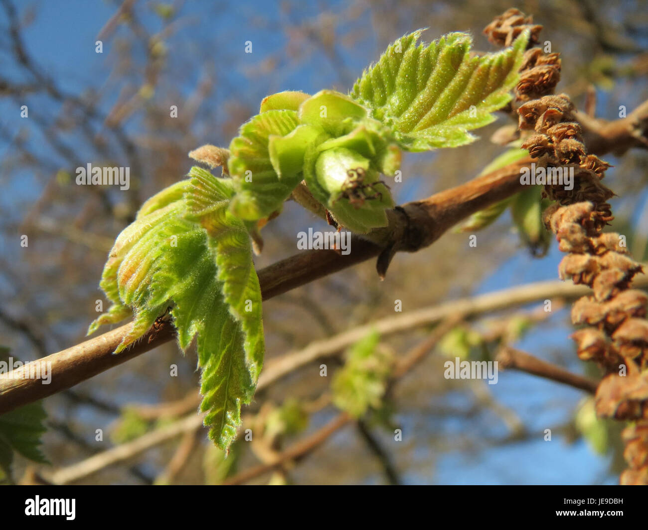 This photograph features Corylus colurna, commonly known as the Turkish ...