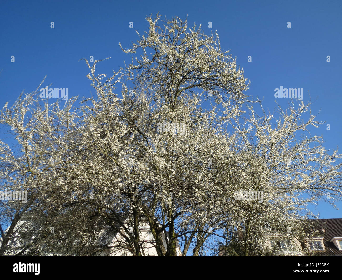 Prunus cerasifera known cherry hi-res stock photography and images - Alamy