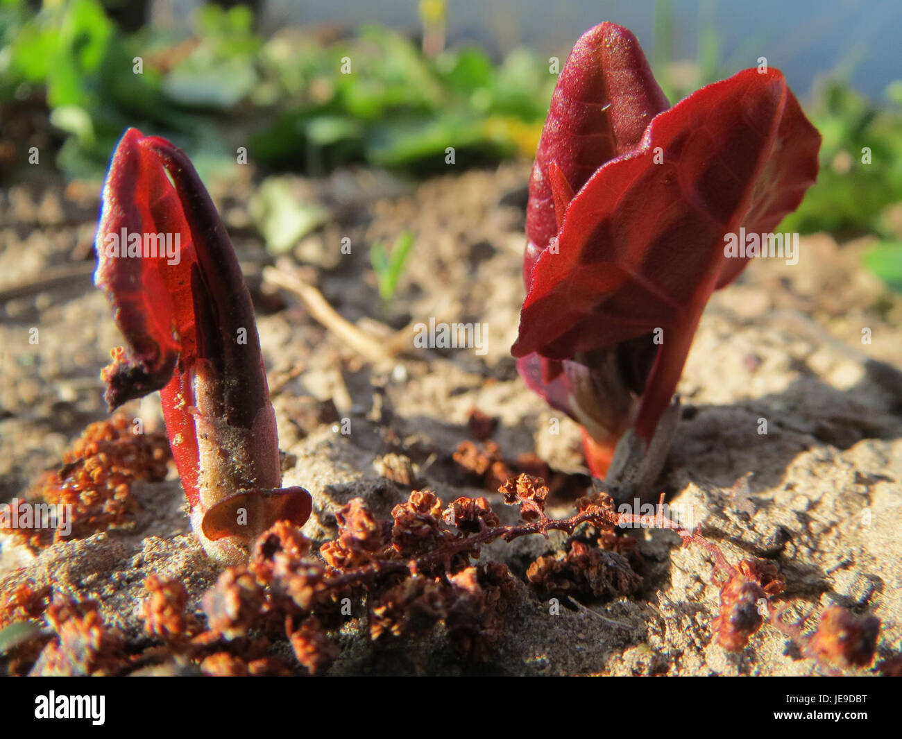 Invasive japanese knotweed fallopia japonica hi-res stock photography ...