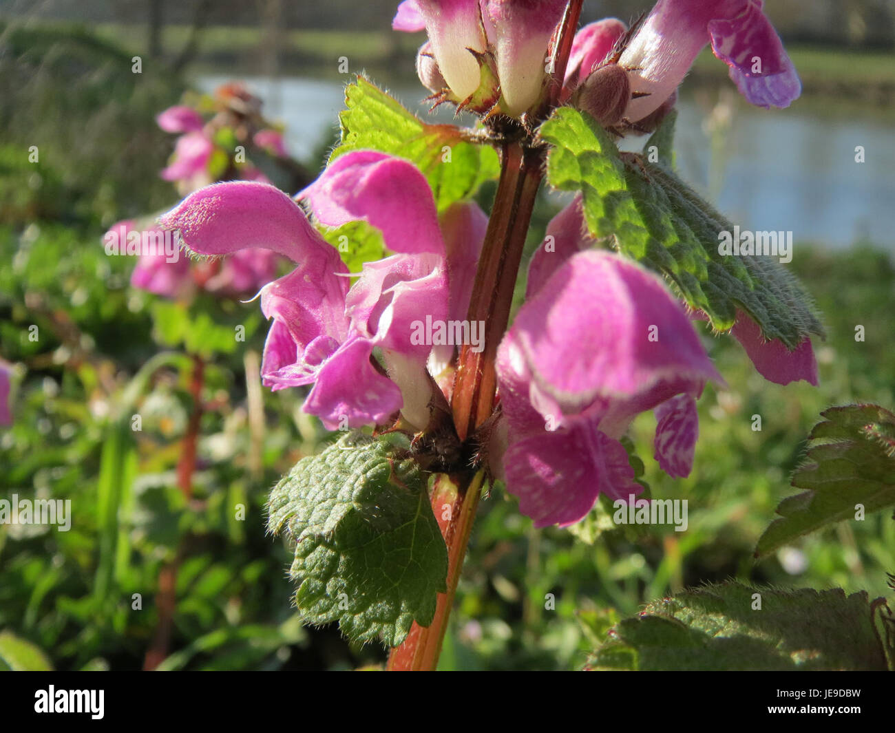 Lamium maculatum, also known as spotted dead-nettle, is a perennial ...