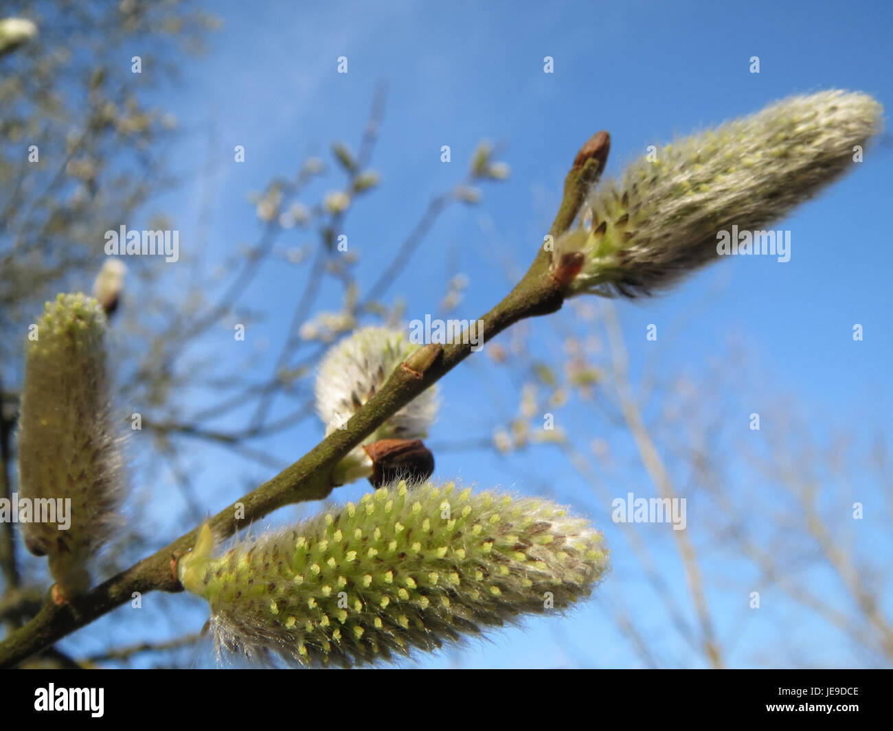 Salix cinerea, commonly known as grey willow, is a species of willow ...