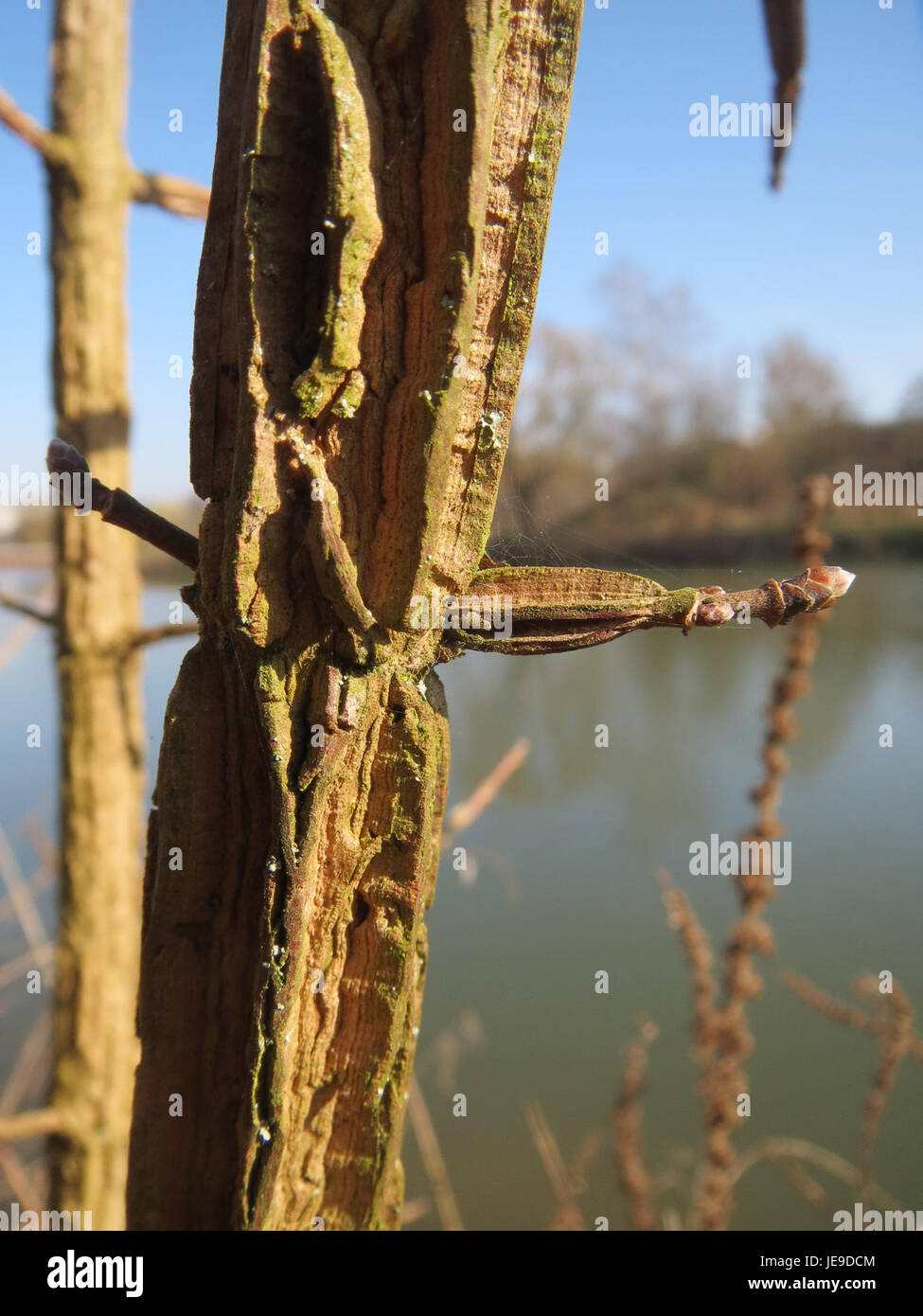 Acer campestre, also known as field maple, is a deciduous tree species ...