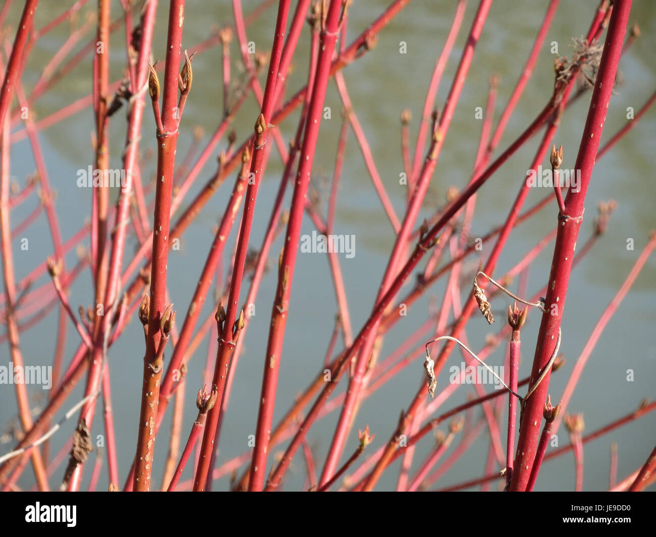 Cornus sanguinea, commonly known as dogwood, is a species of flowering ...
