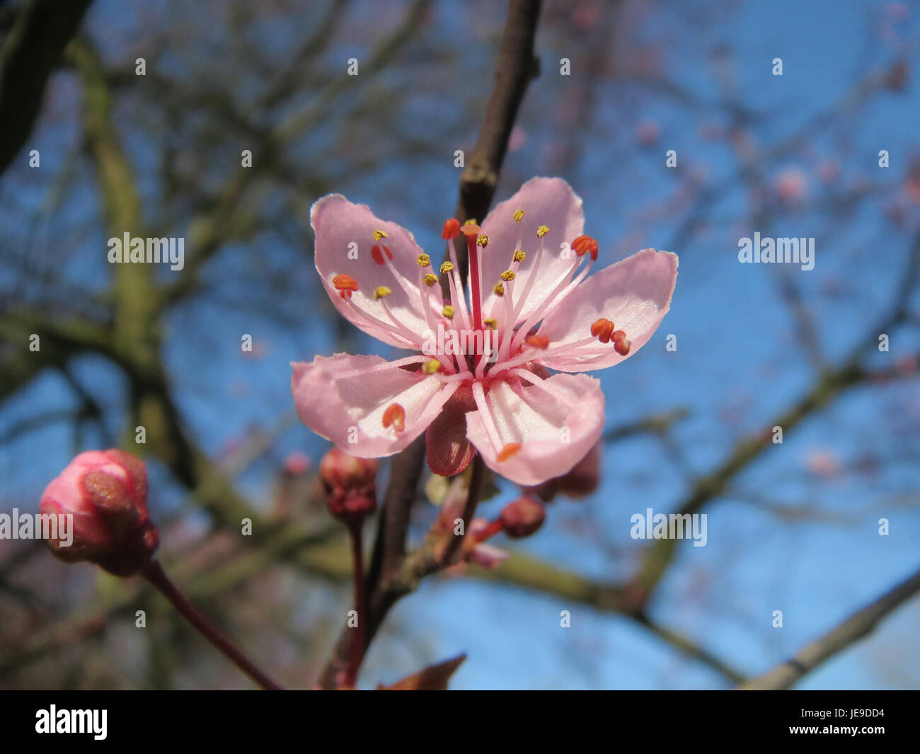 Prunus cerasifera, commonly known as the cherry plum, is a tree species ...